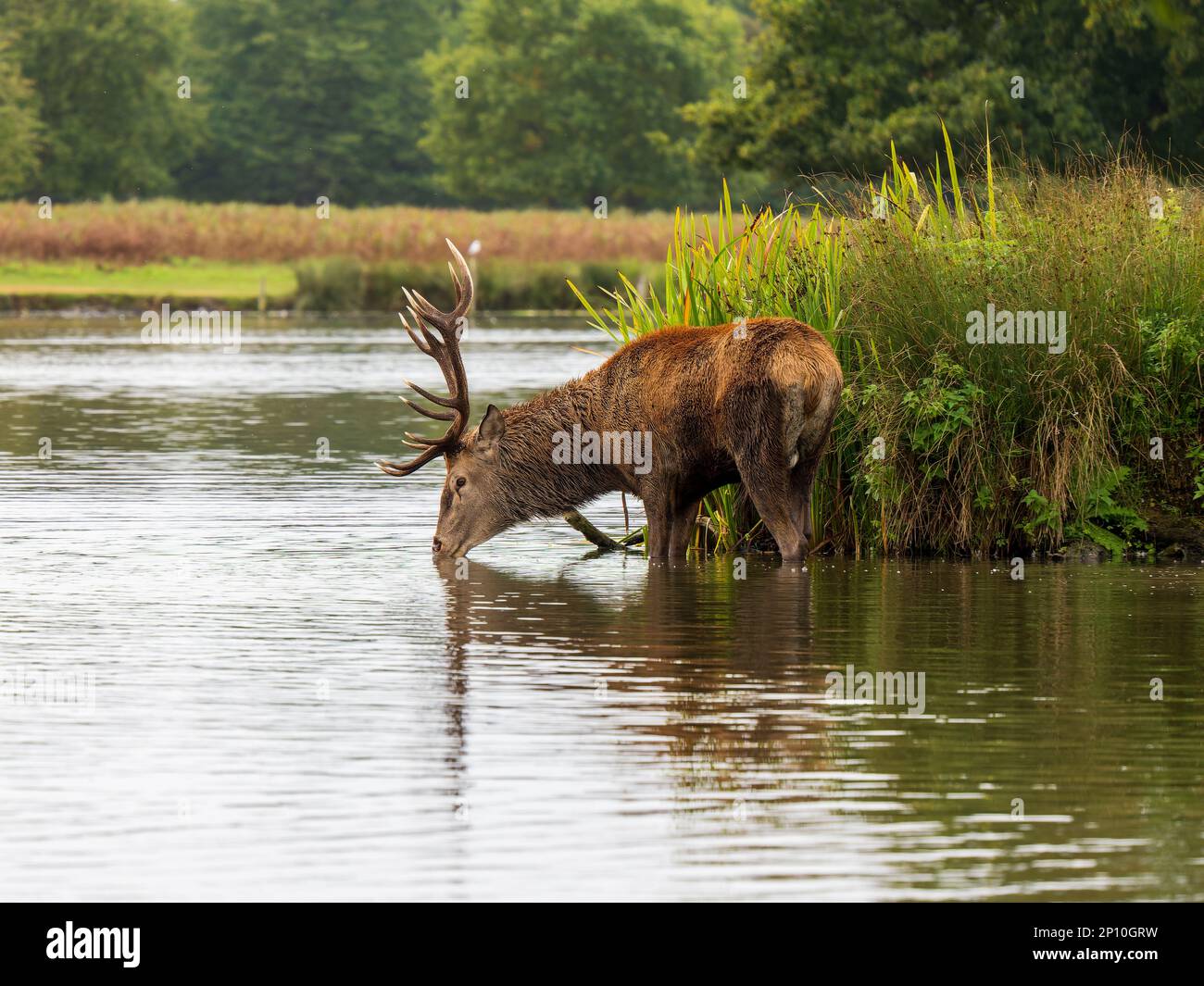 Red Deer Stag Drinking Water Stock Photo - Alamy