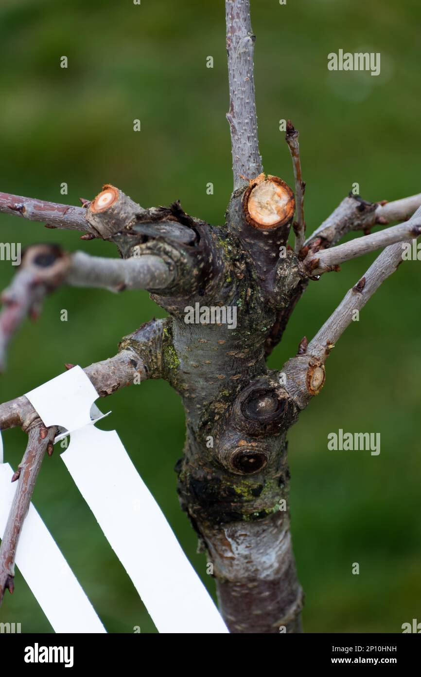 Trim of the branches of a fruit tree from autumn to spring, stump ...