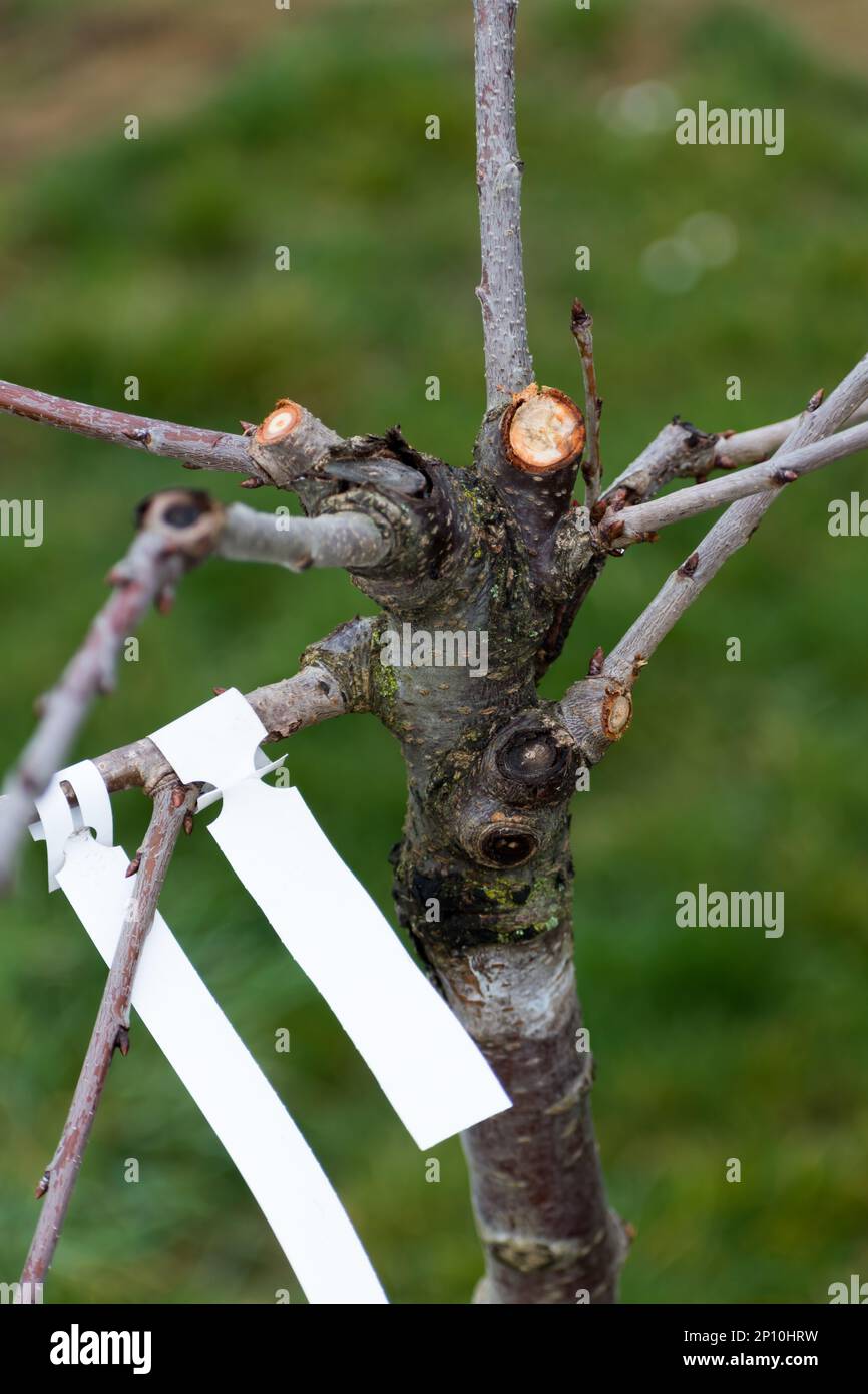 Trim of the branches of a fruit tree from autumn to spring, stump ...