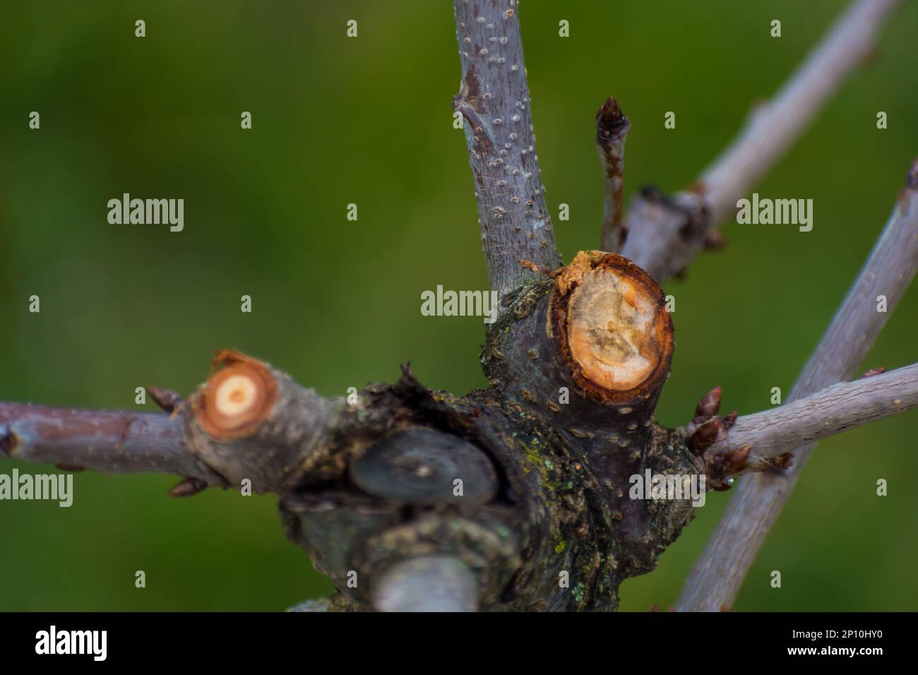 Trim of the branches of a fruit tree from autumn to spring, stump ...