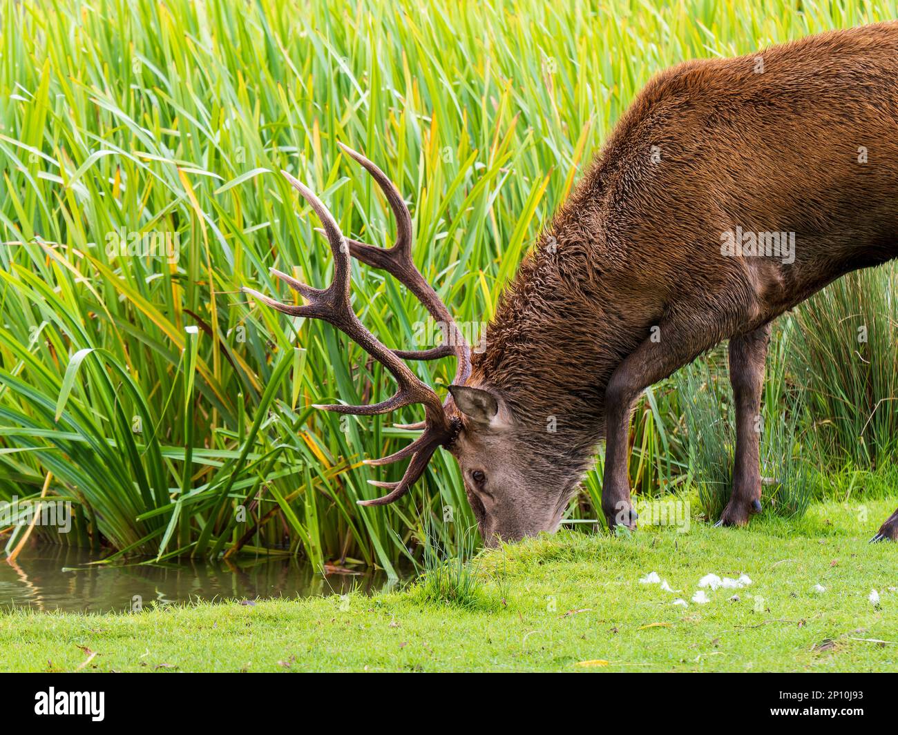 Red Deer Stag Drinking Water Stock Photo - Alamy