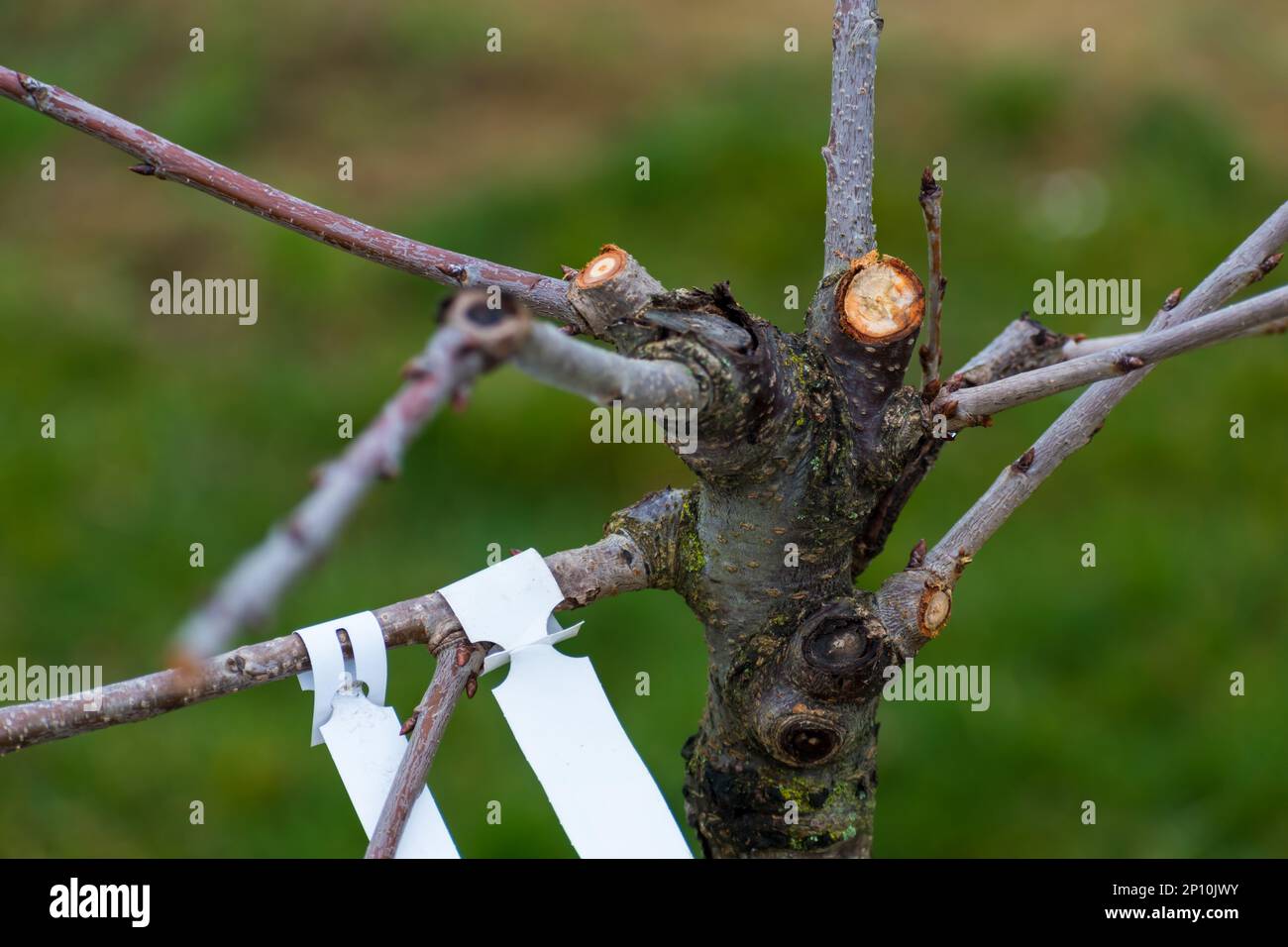 Trim of the branches of a fruit tree from autumn to spring, stump ...