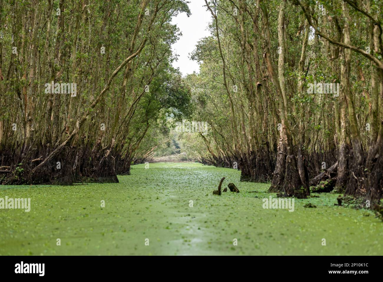 Tra Su Cajuput Forest, Chau Doc, Vietnam Stock Photo - Alamy