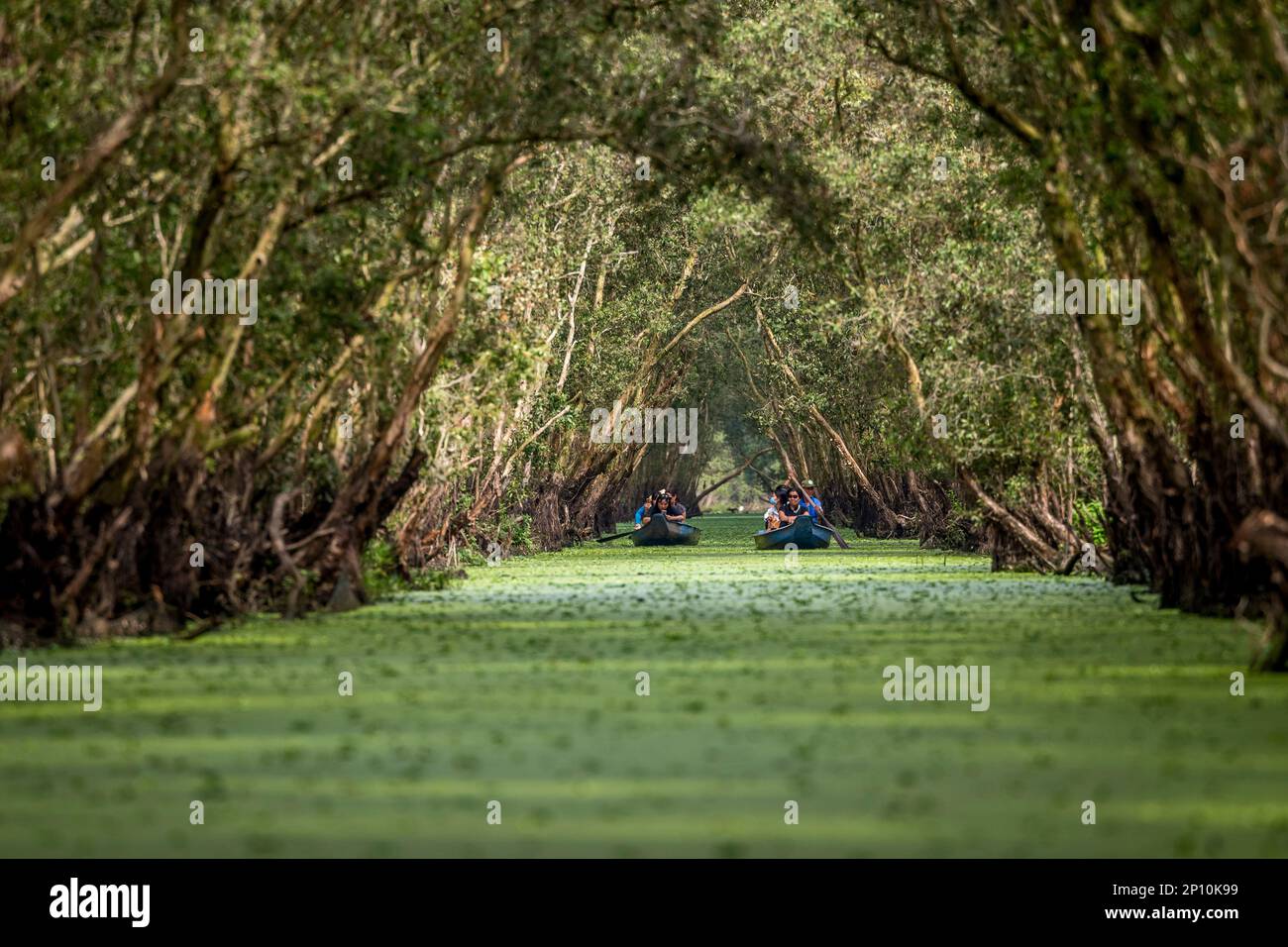 Vietnam forest hi-res stock photography and images - Alamy