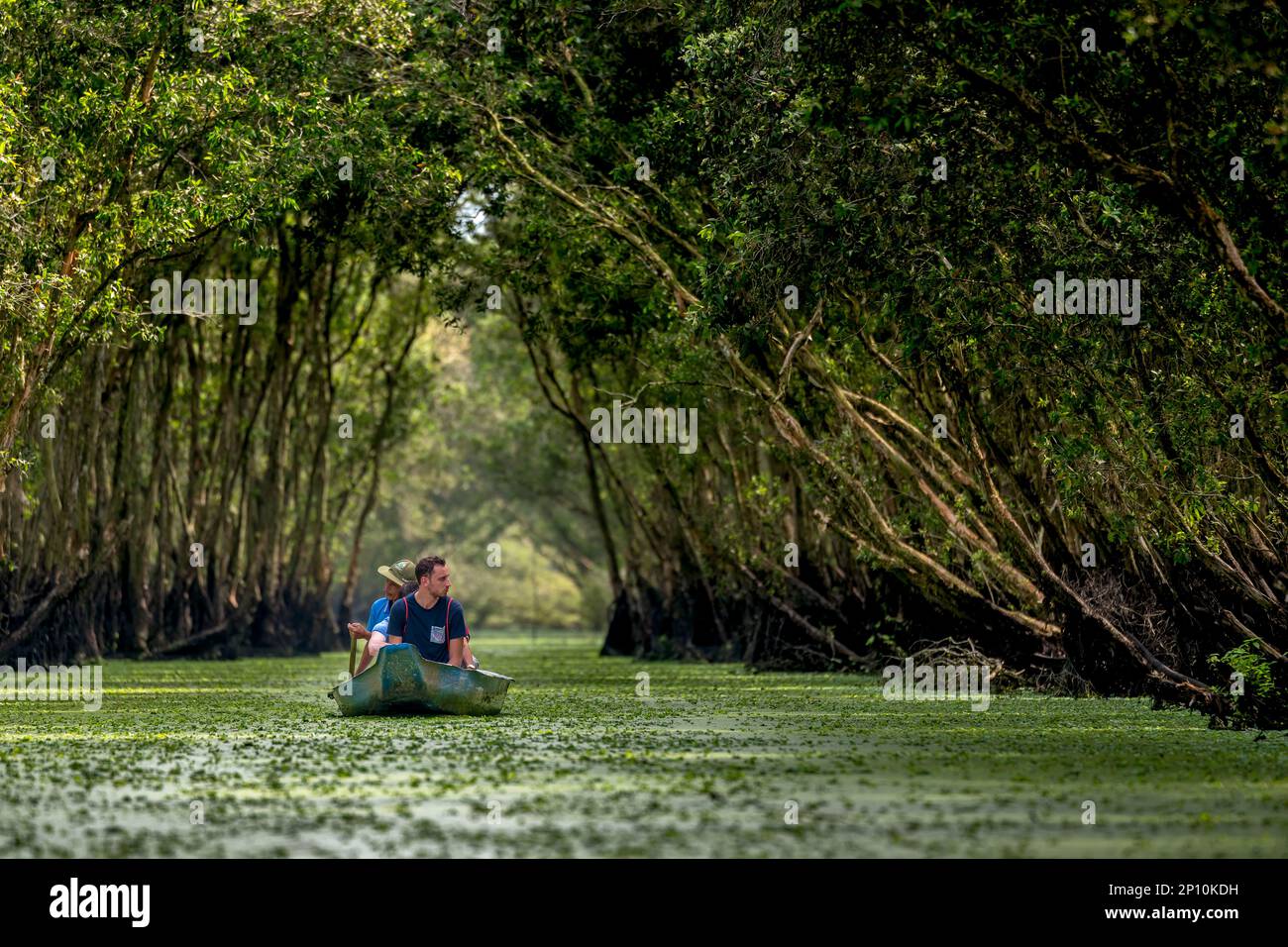 Tra su mangrove vietnam hi-res stock photography and images - Alamy