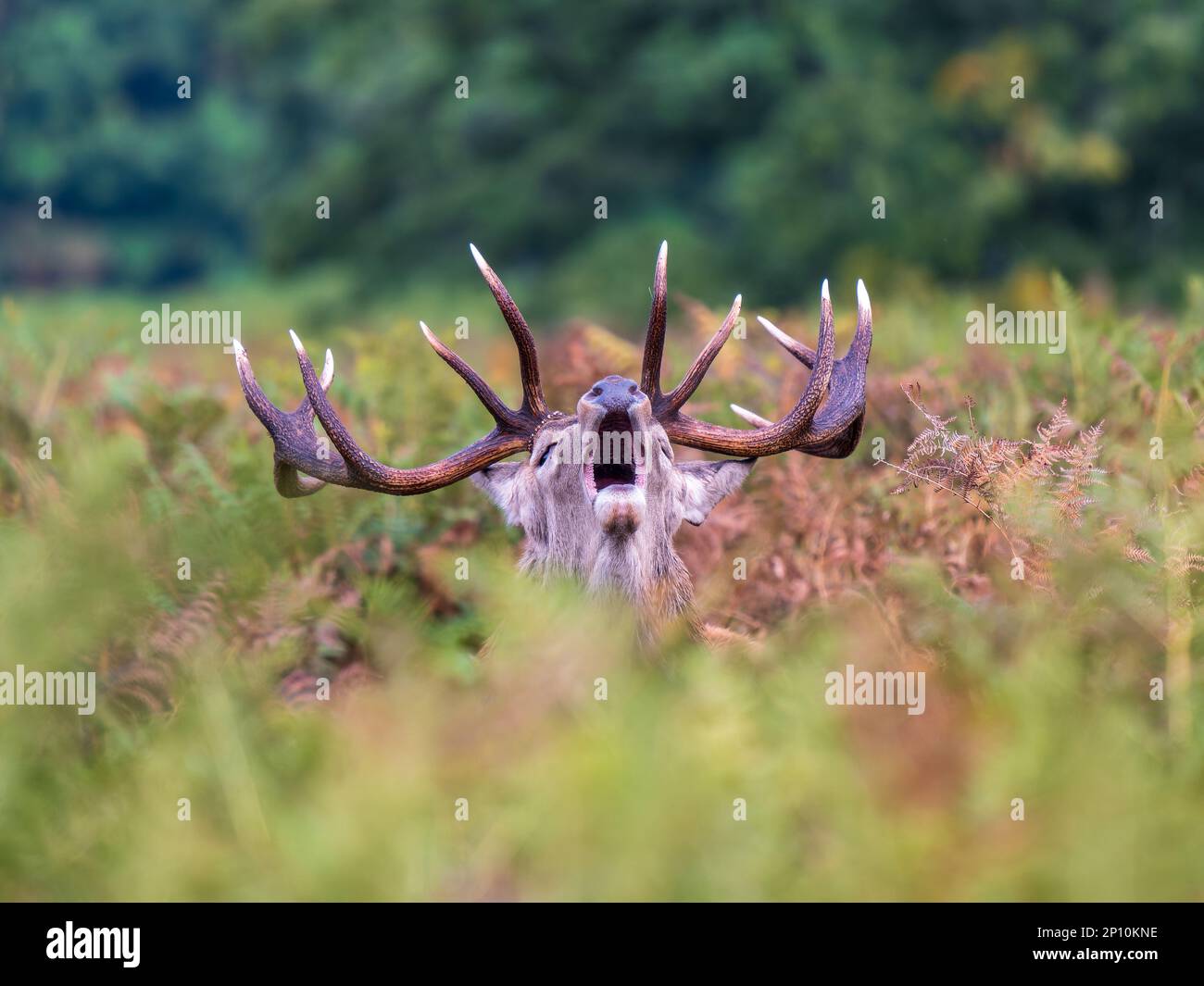 Red Deer Stag Stock Photo - Alamy