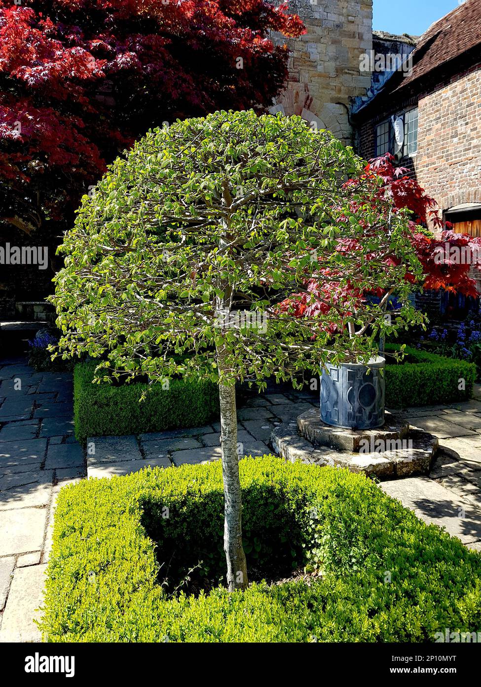 A beech tree surrounded by a box hedge in an old traditional courtyard ...