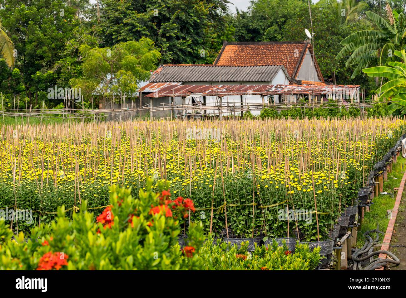 Flowers in Sa Dec, Vietnam Stock Photo - Alamy