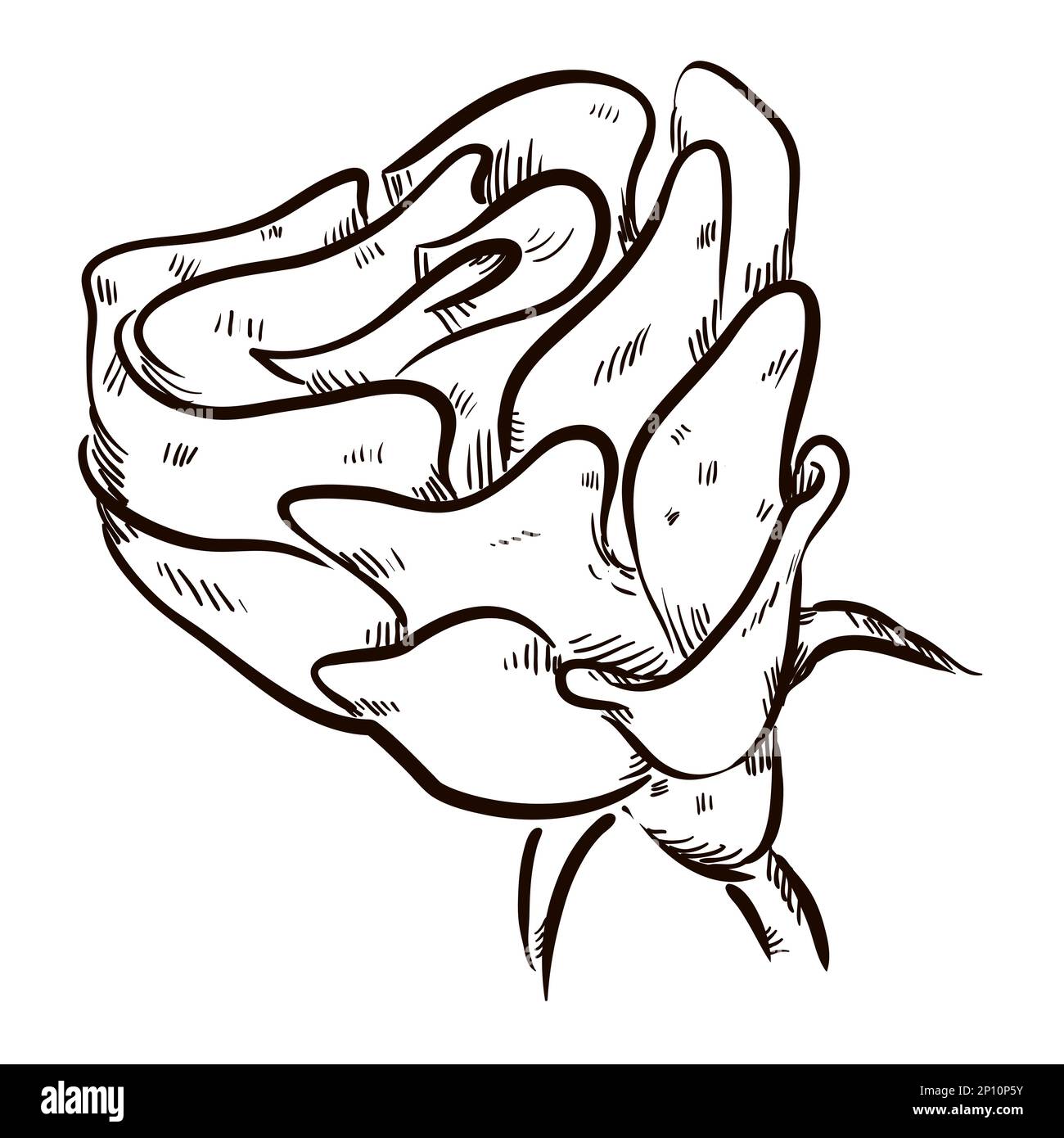 Rose with sepals, rose hip and stem in hand drawn style over white ...