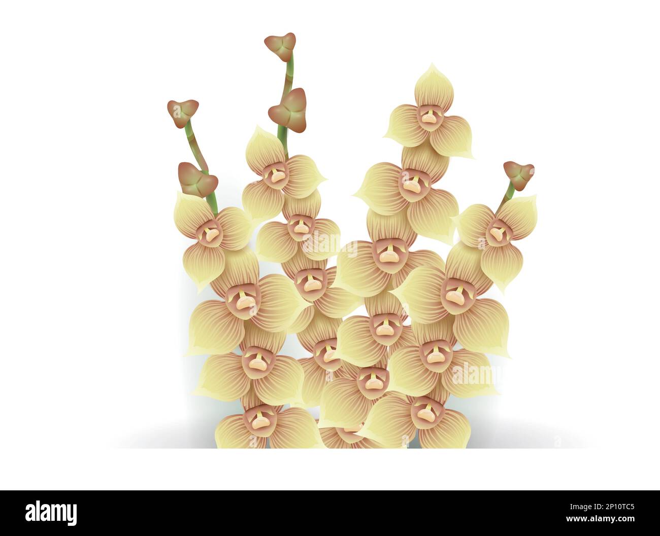 Four stems with small orchid flowers and buds emerging from the bottom ...