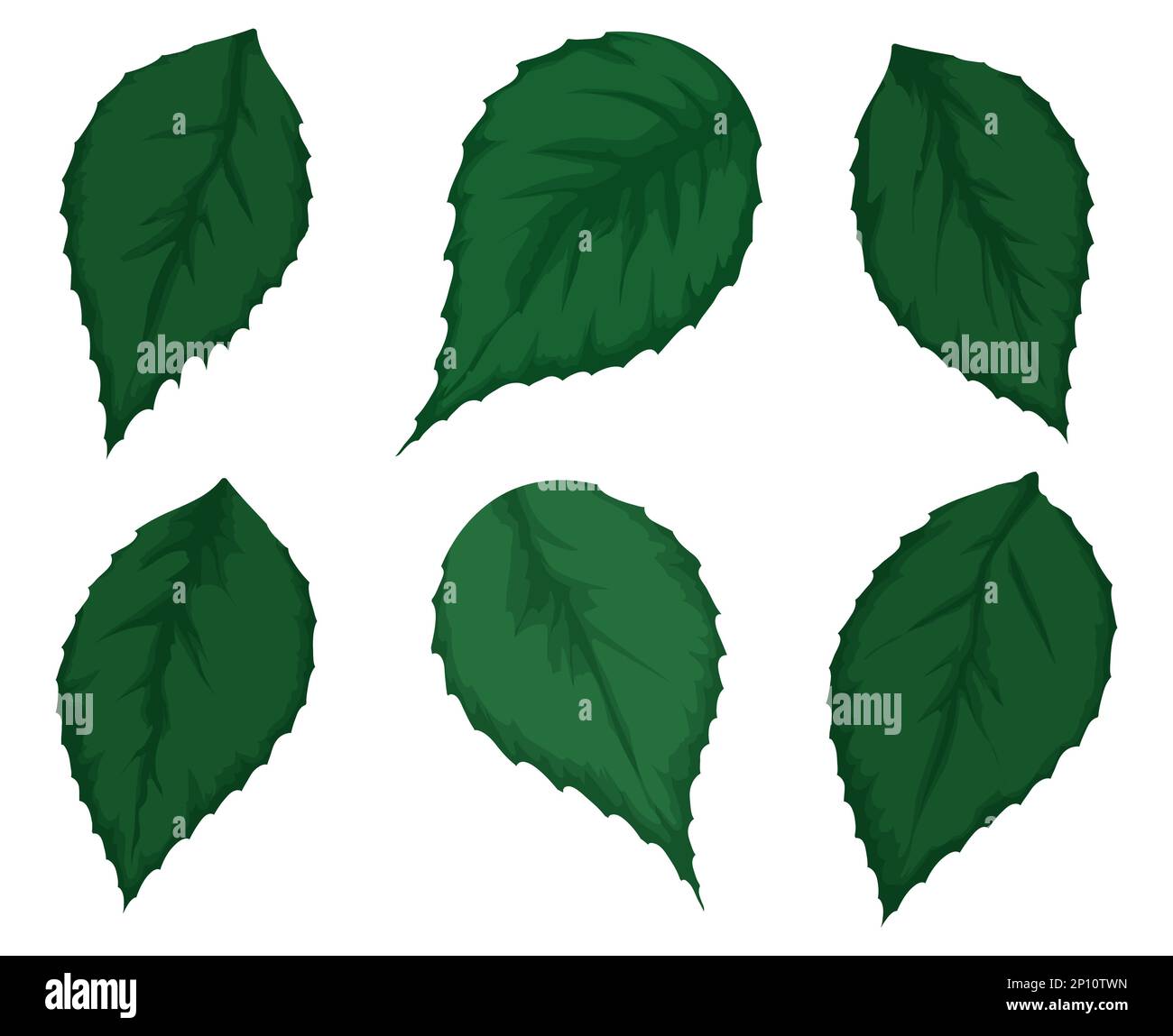 Group of six green serrated leaves. Design in cartoon style over white ...