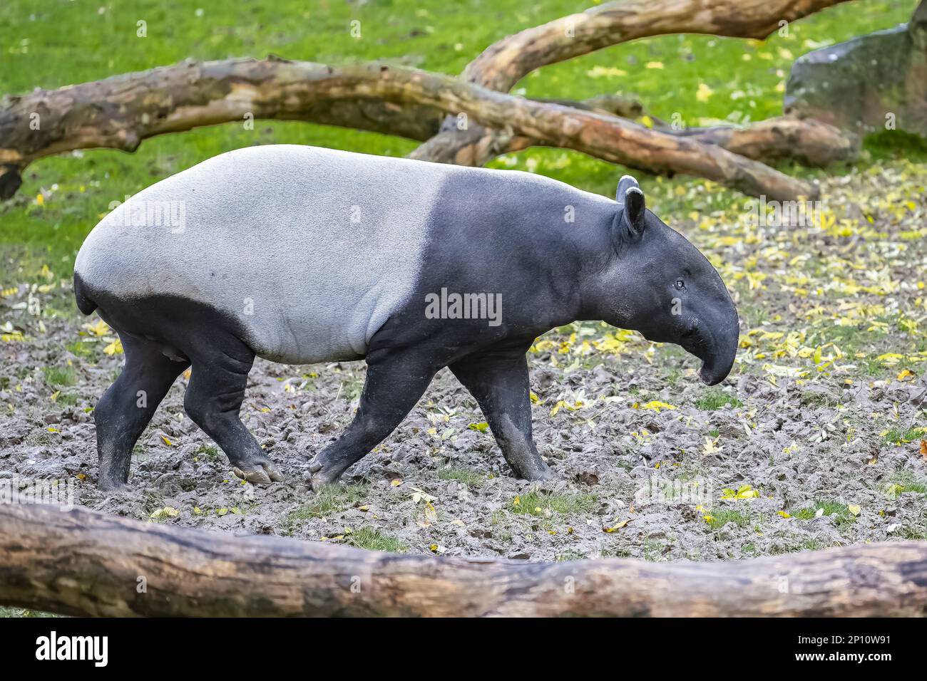 A young tapir walking on thr grass, cute animal Stock Photo - Alamy