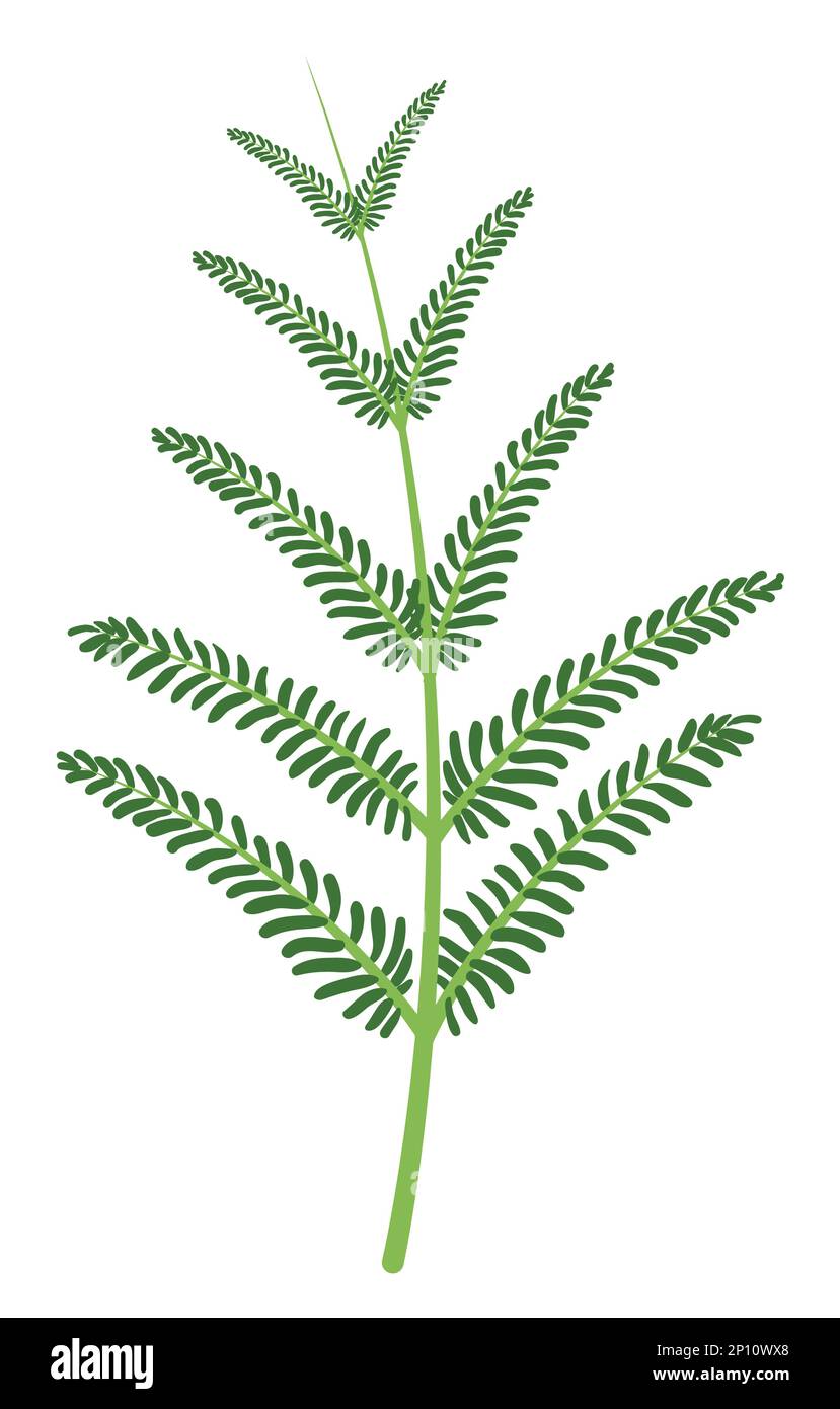 Evergreen fern Stock Vector Images - Alamy
