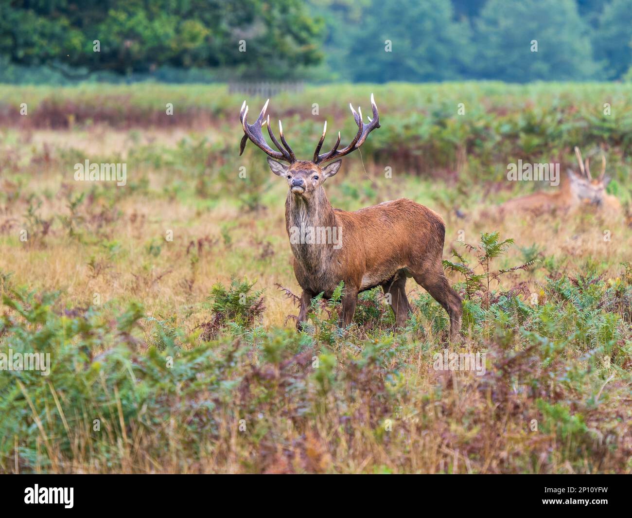 Red Deer Stag Stock Photo - Alamy