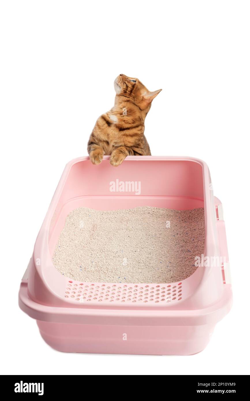 A Bengal cat sits next to a plastic toilet with bentonite filling ...