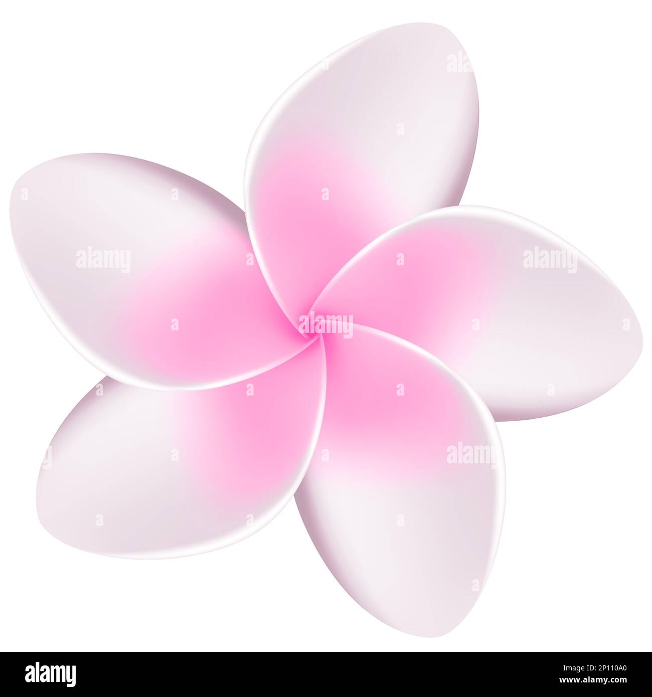frangipani flower isolated on a white background - design flower ...