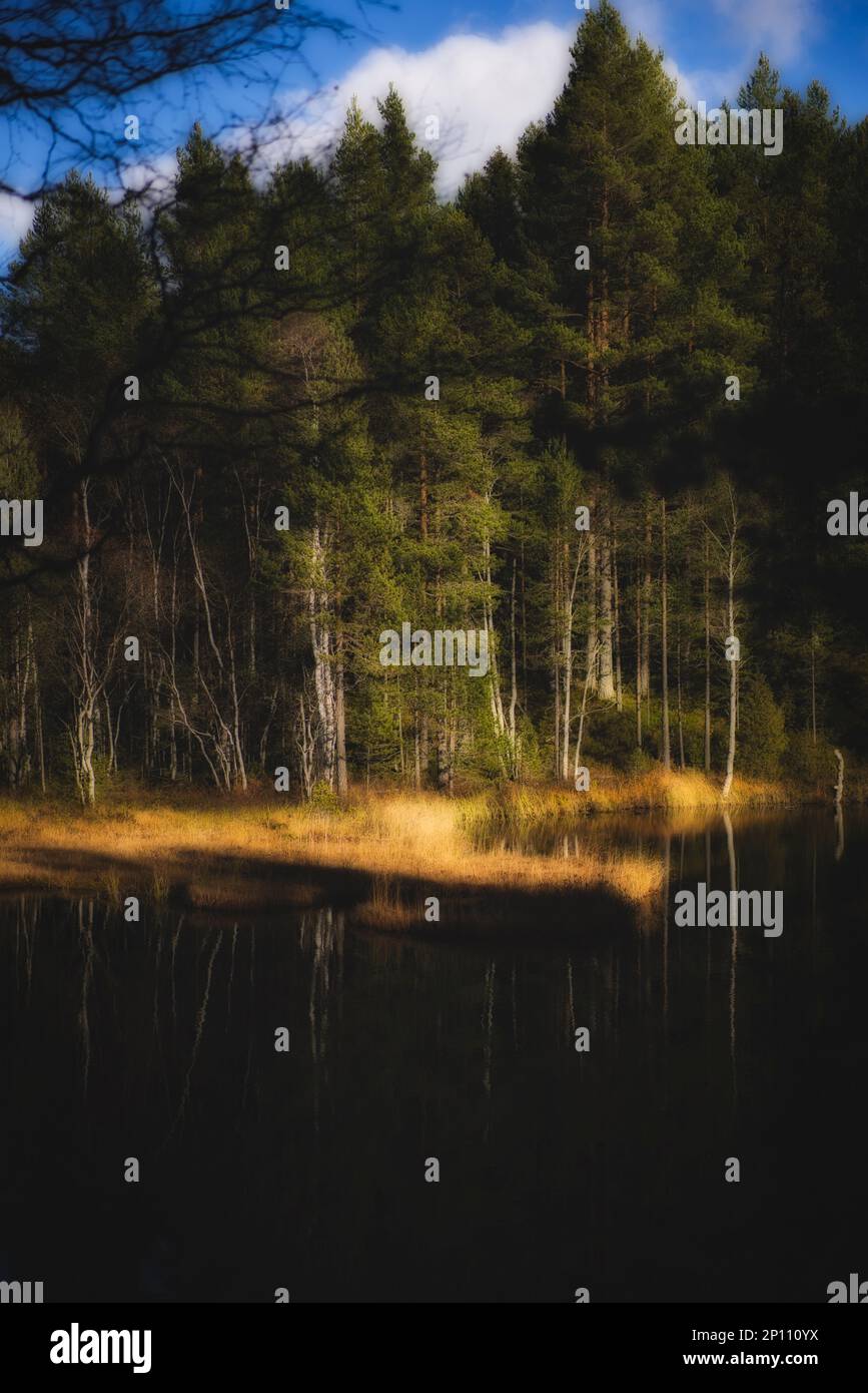 A tranquil forest scene with trees surrounding a still lake reflecting ...