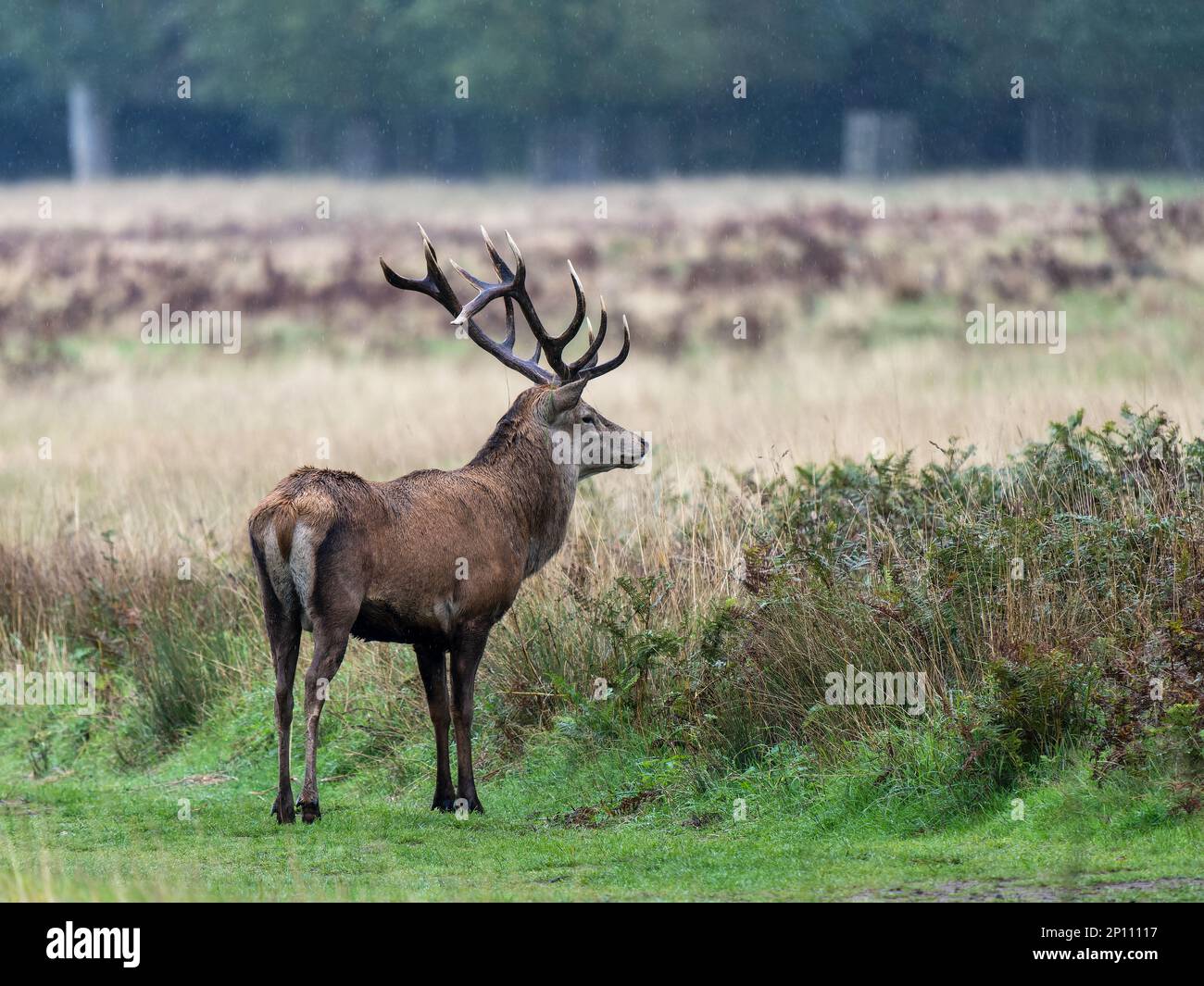 Red Deer Stag Stock Photo - Alamy