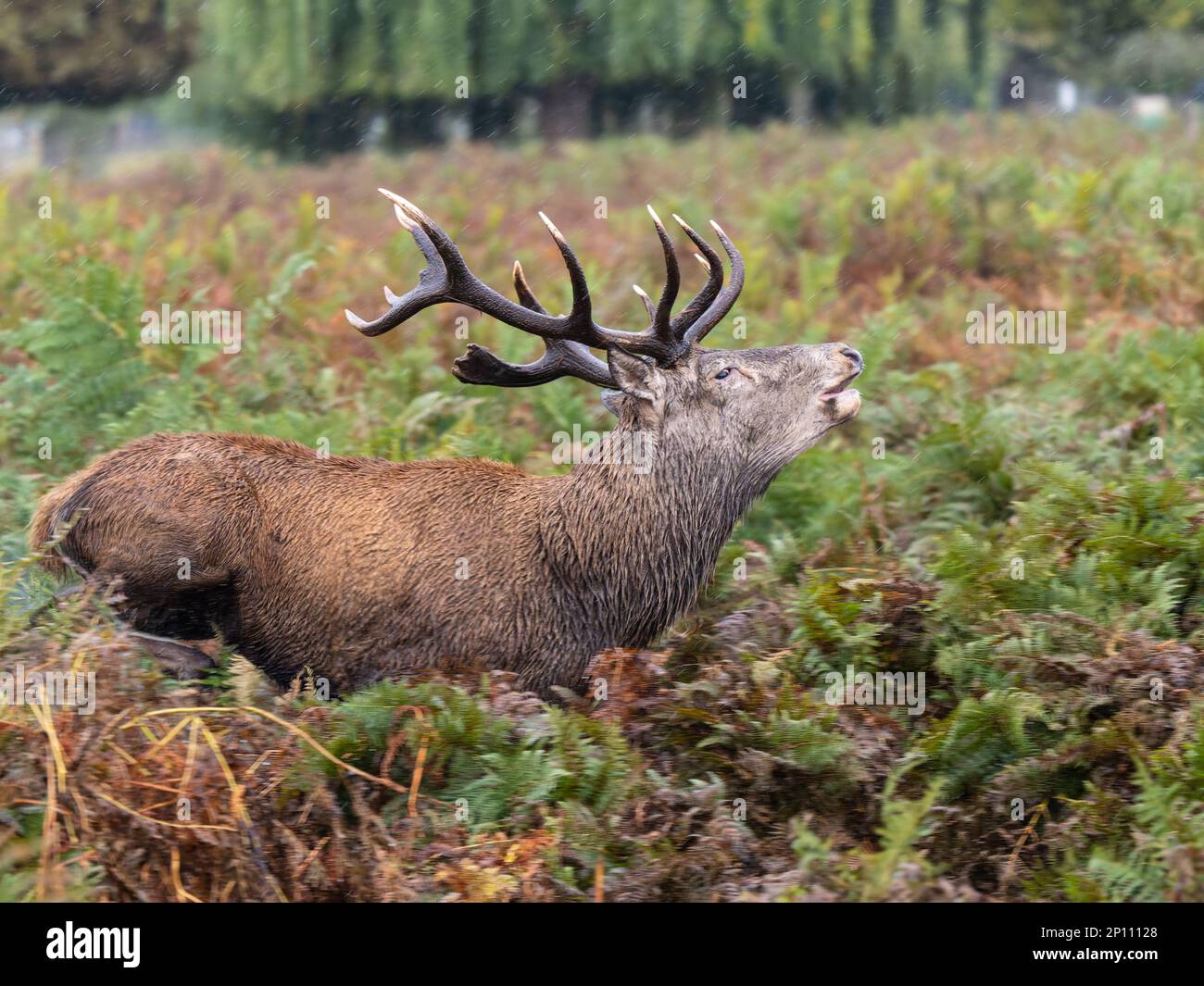 Red Deer Stag Running in Bracken Stock Photo - Alamy