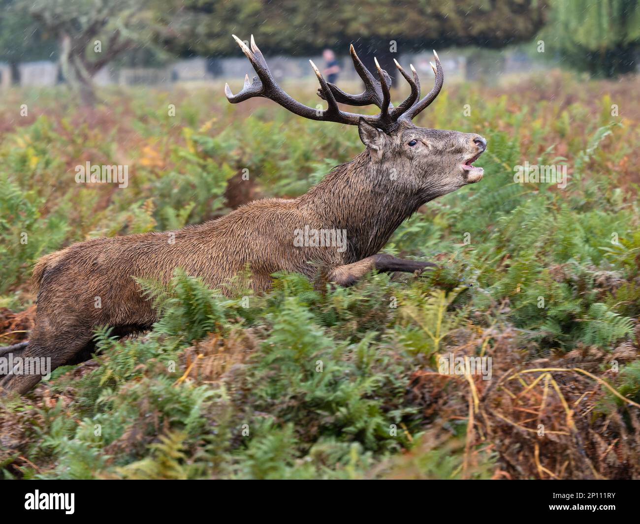 Red Deer Stag Running in Bracken Stock Photo - Alamy