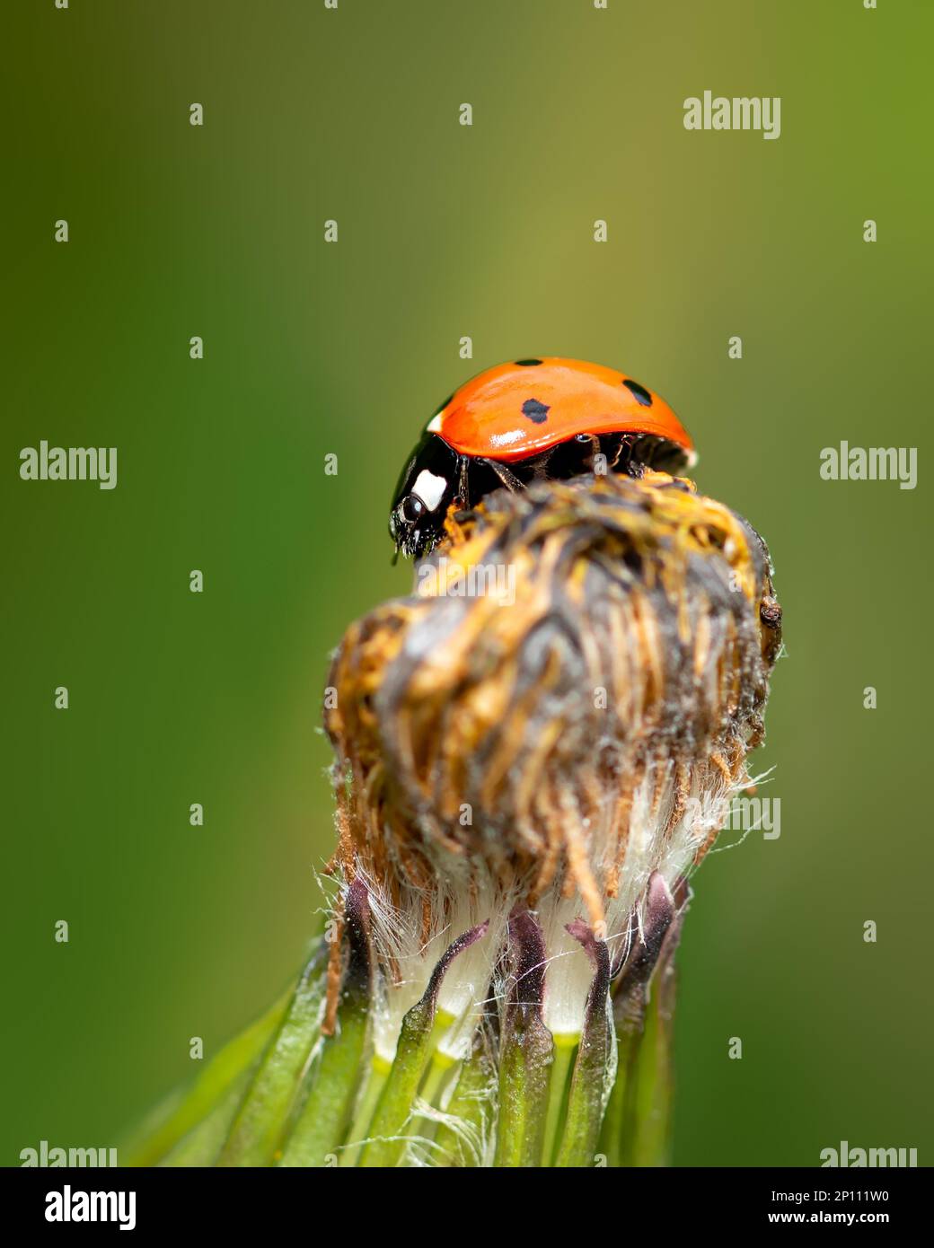 Red ladybug insect sitting on a flower bud, close-up photo of red ...