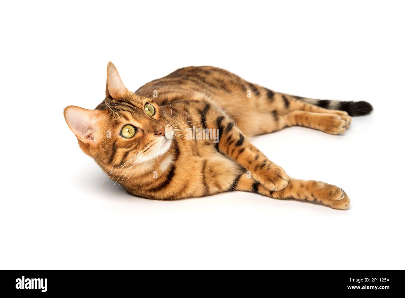 Relaxed Cat White Background