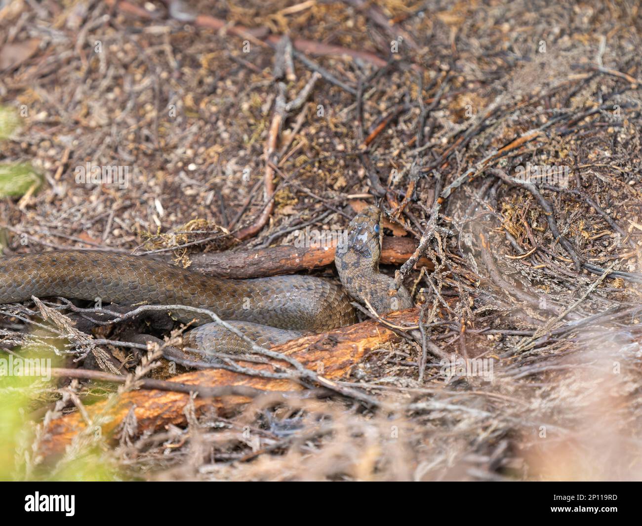 Rare european snake hi-res stock photography and images - Alamy
