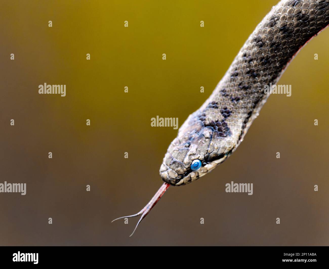 Close up of a Smooth Snake Stock Photo - Alamy