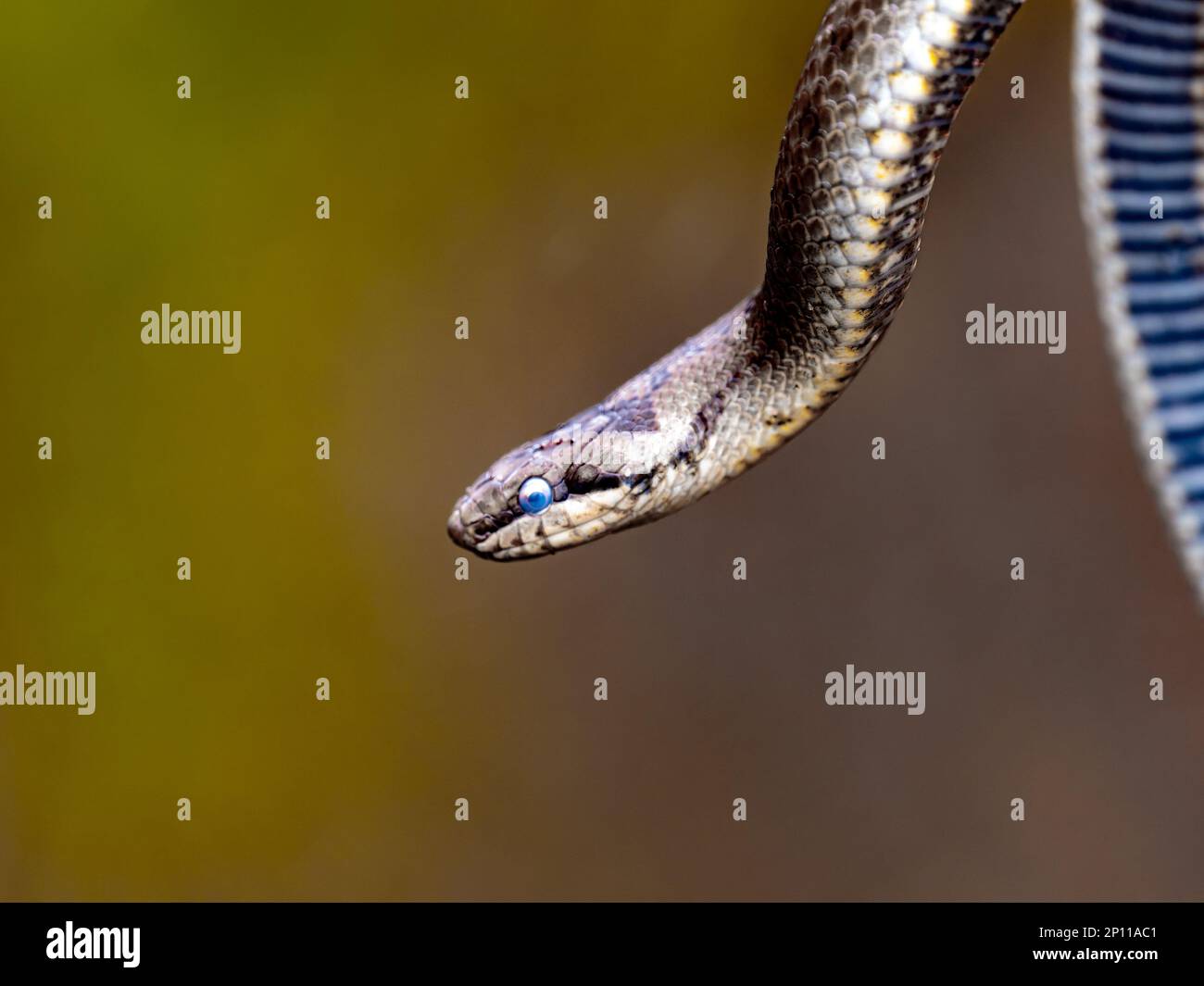 Rare snake uk hi-res stock photography and images - Alamy