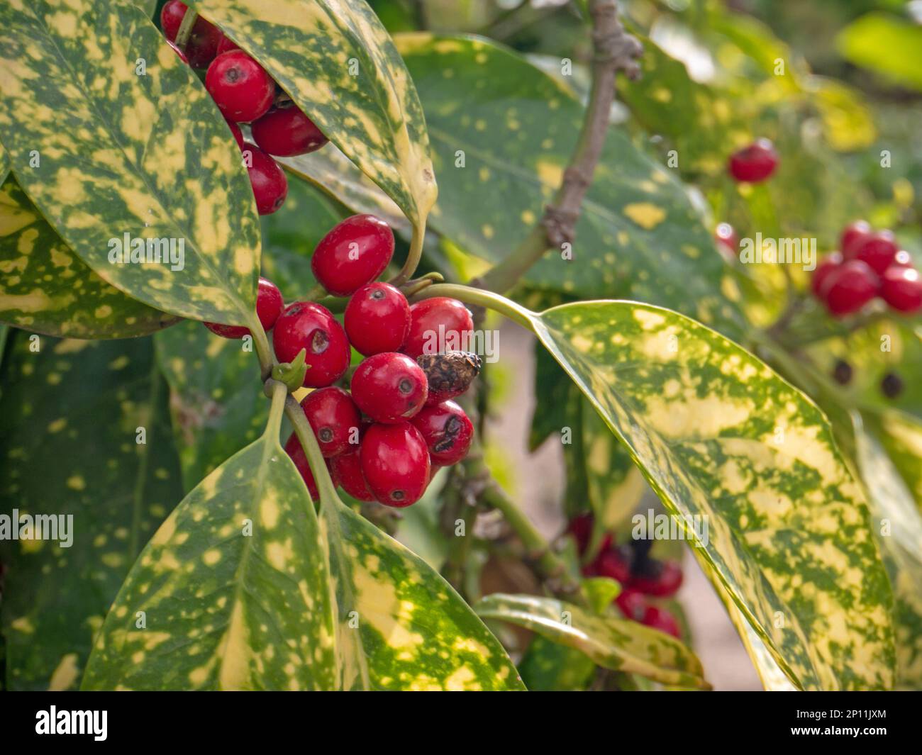 Aucuba japonica crotonifolia, spotted laurel or Japanese laurel or ...