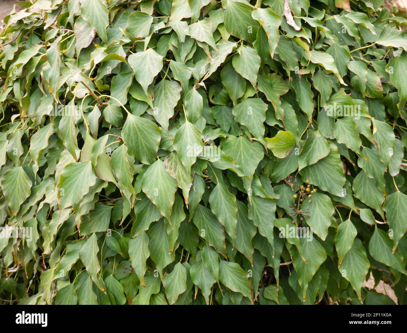 Hedera rhombea, Japanese ivy or songak climbing plant in the Araliaceae ...