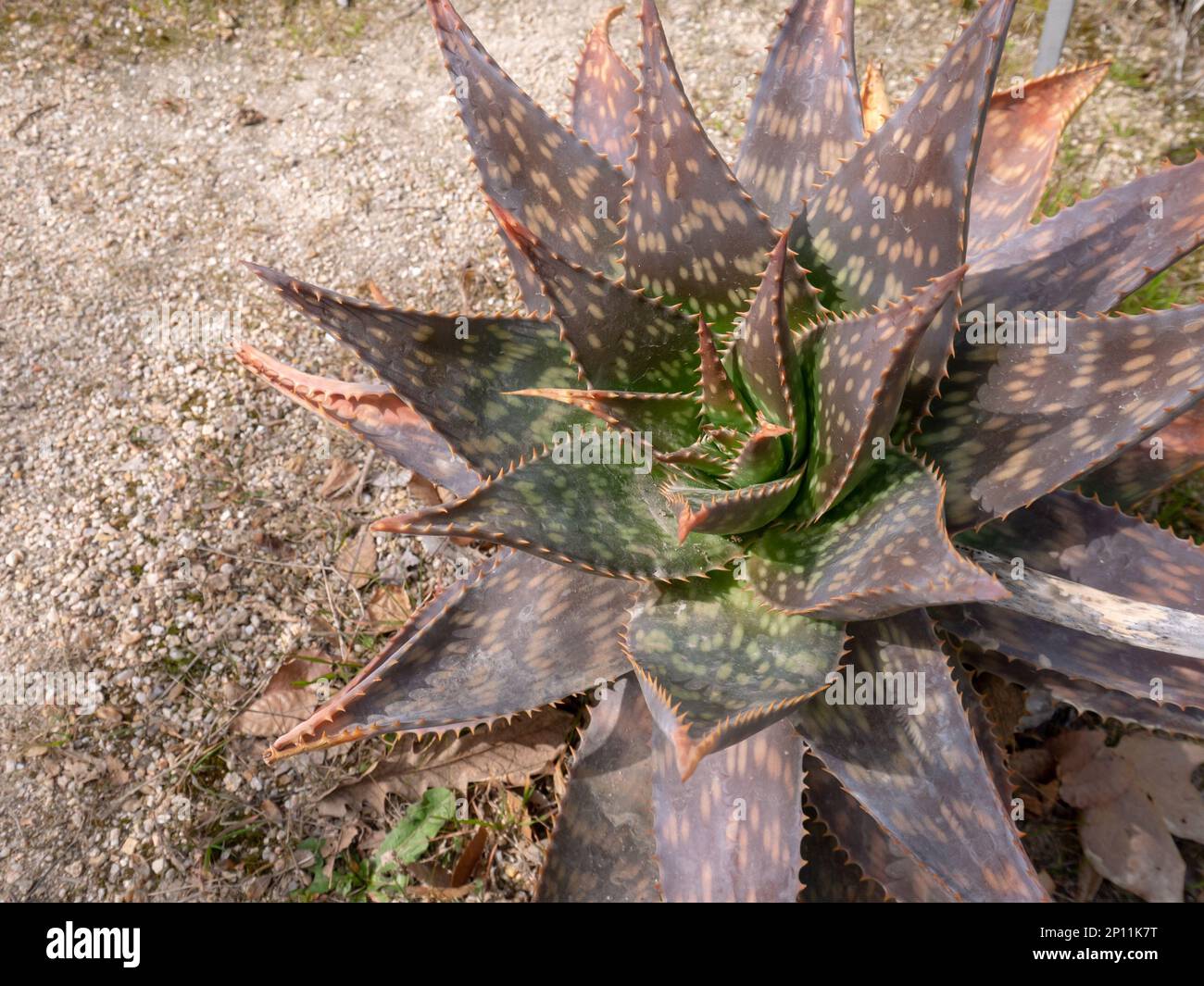 Aloe maculata, aloe saponaria, soap aloe or zebra aloe succulent ...