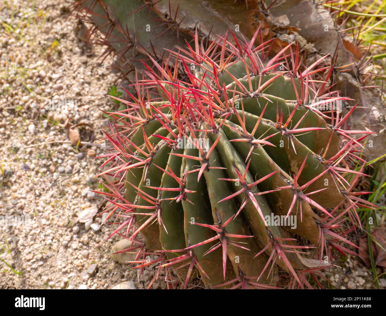 Mexican Fire Barrel Cactus or ferocactus pringlei succulent plant with ...