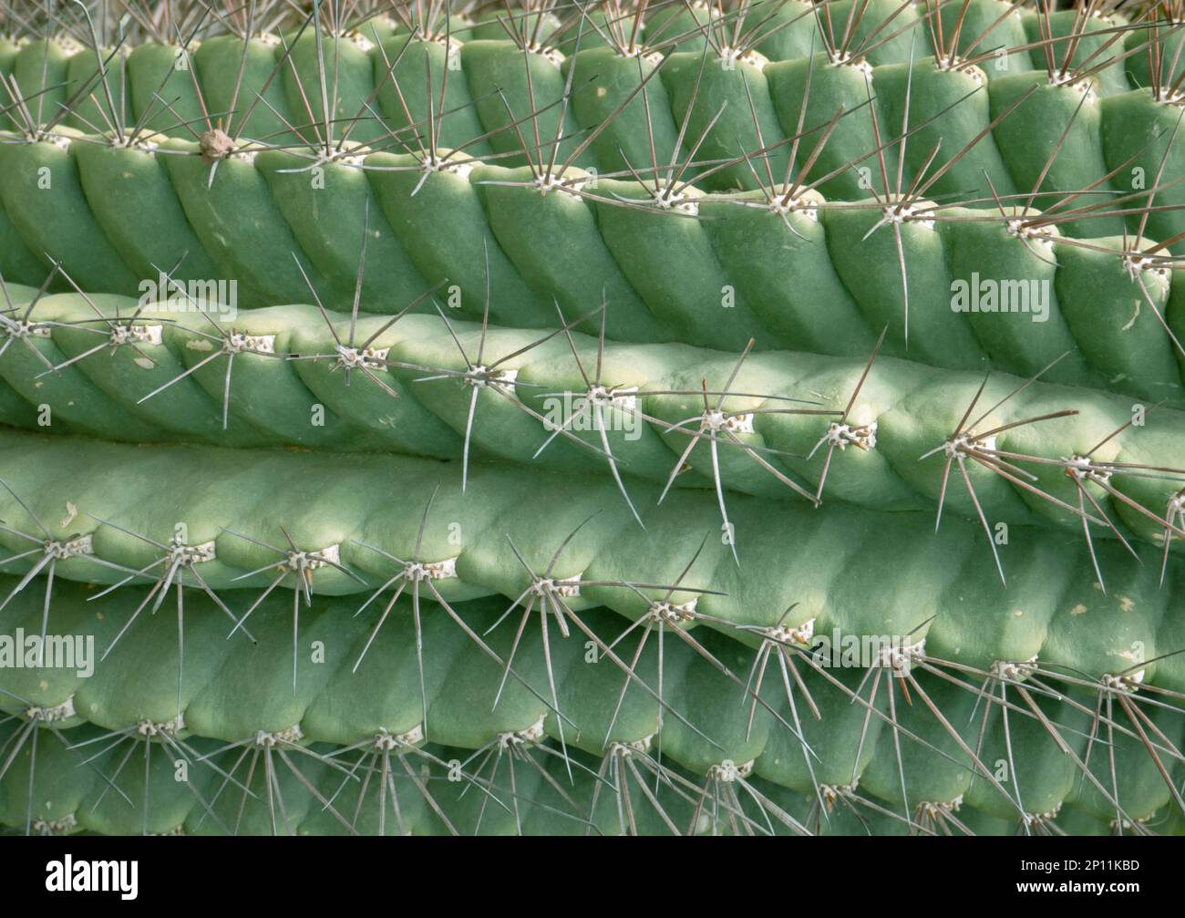 Abstract macro of echinopsis cactus with horizontal lines of thorns ...