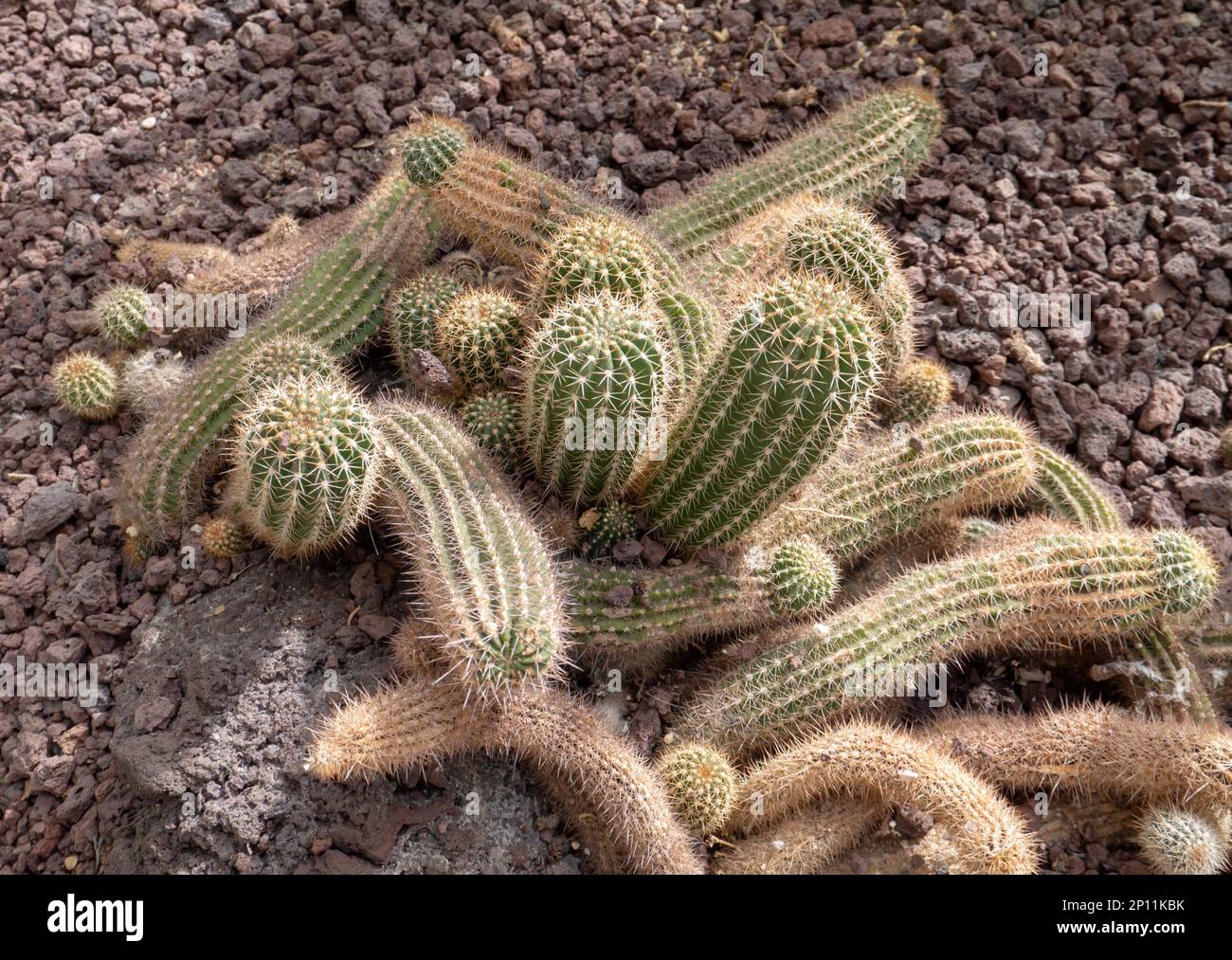 Echinopsis tubiflora or hedgehog cactus, sea-urchin cactus or Easter ...