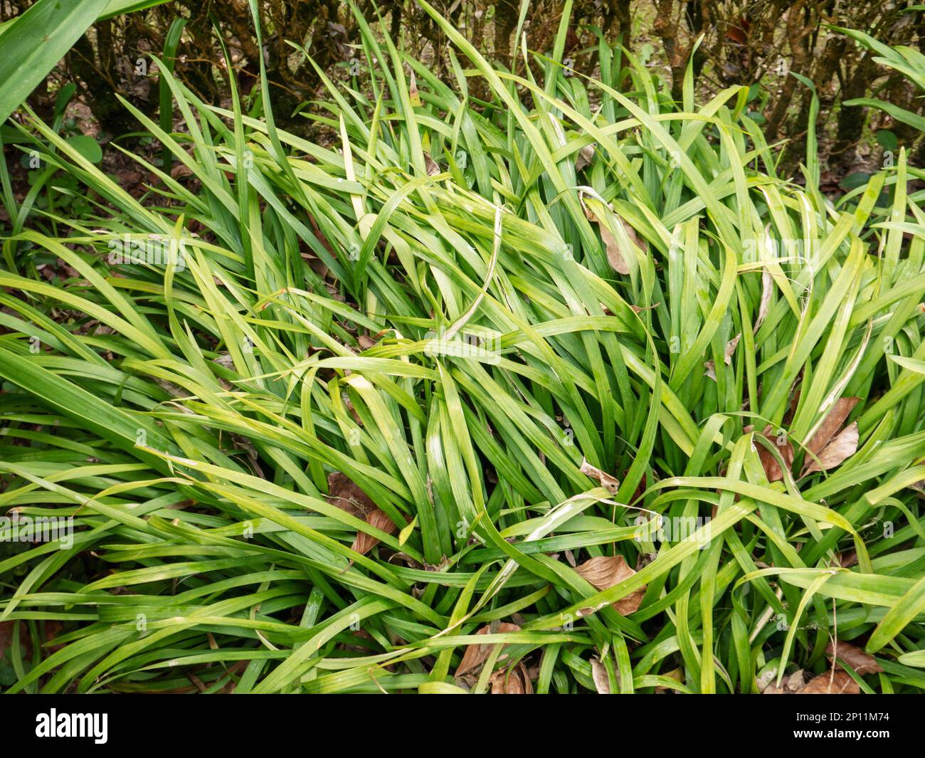 Ophiopogon jaburan or jaburan lilyturf or snakebeard plant with lush ...