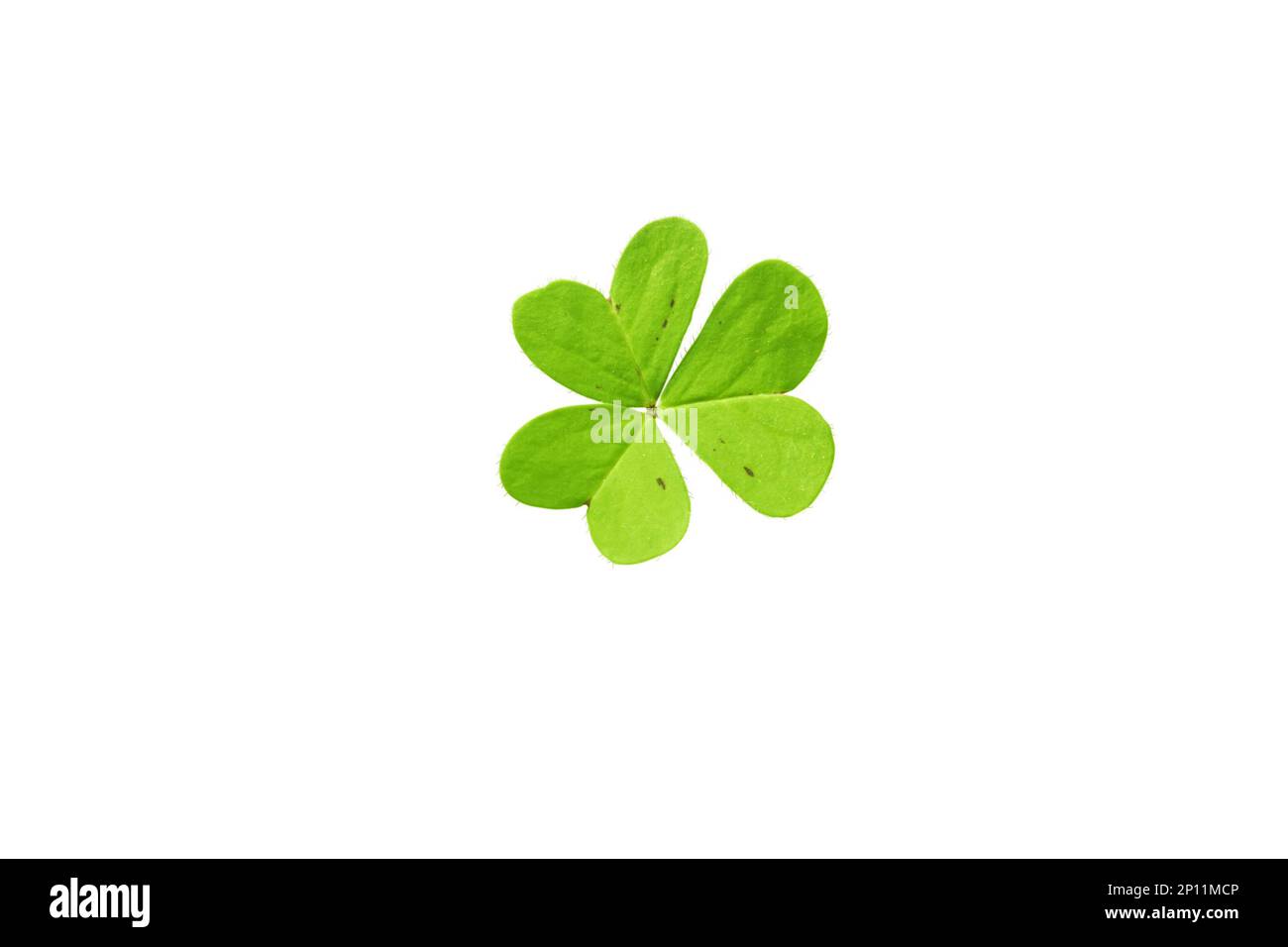 Shamrock symbol of Ireland and Saint Patrick Day isolated on white ...