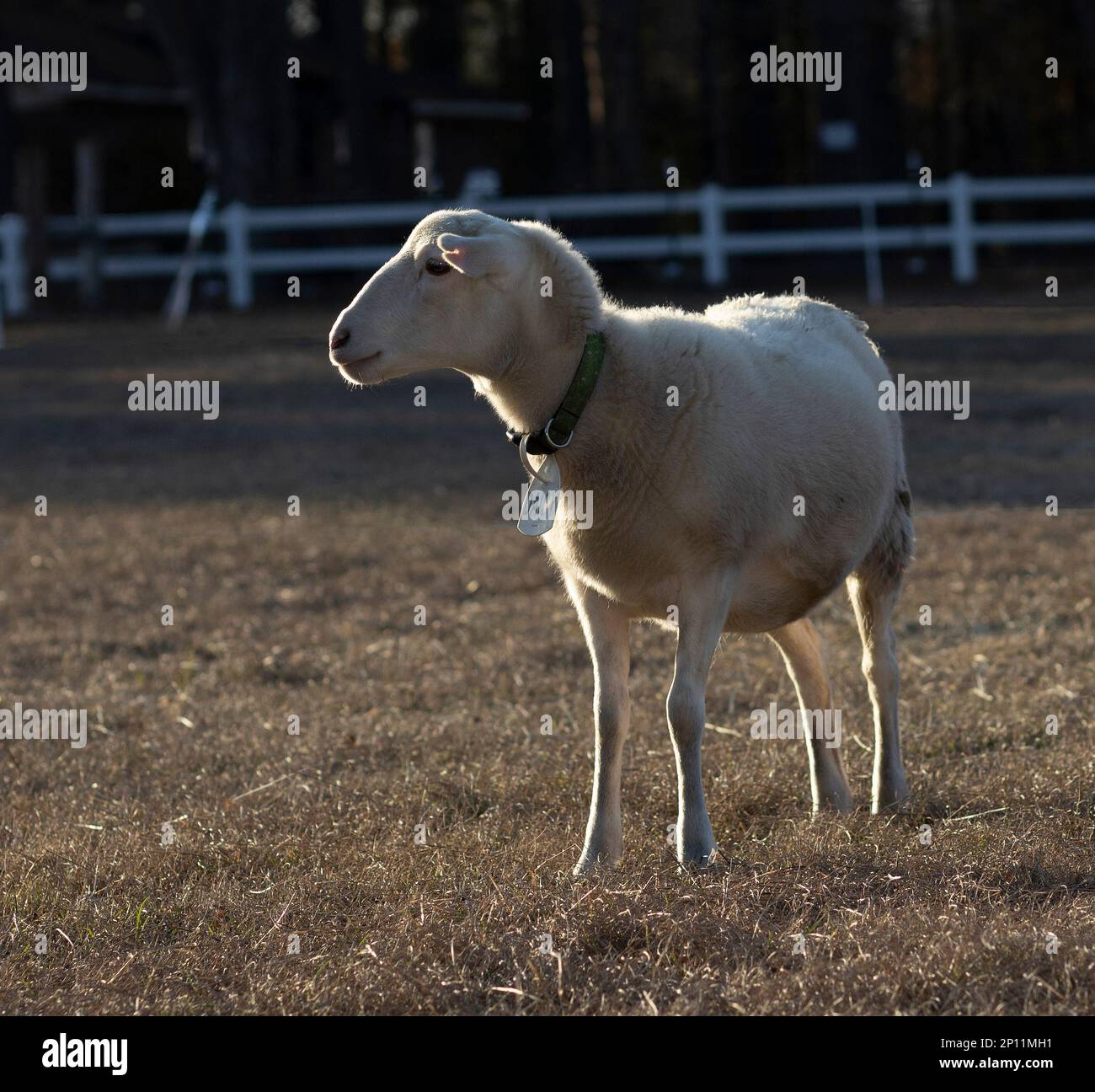 Daisy pasture sheep hi-res stock photography and images - Alamy