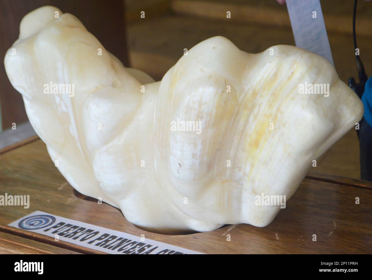In this photo provided by Puerto Princesa Tourism Office a giant pearl measuring 30cm wide 1ft 67cm long 2.2ft and weighing 34kg 75lb is displayed in the lobby of the Puerto Princesa