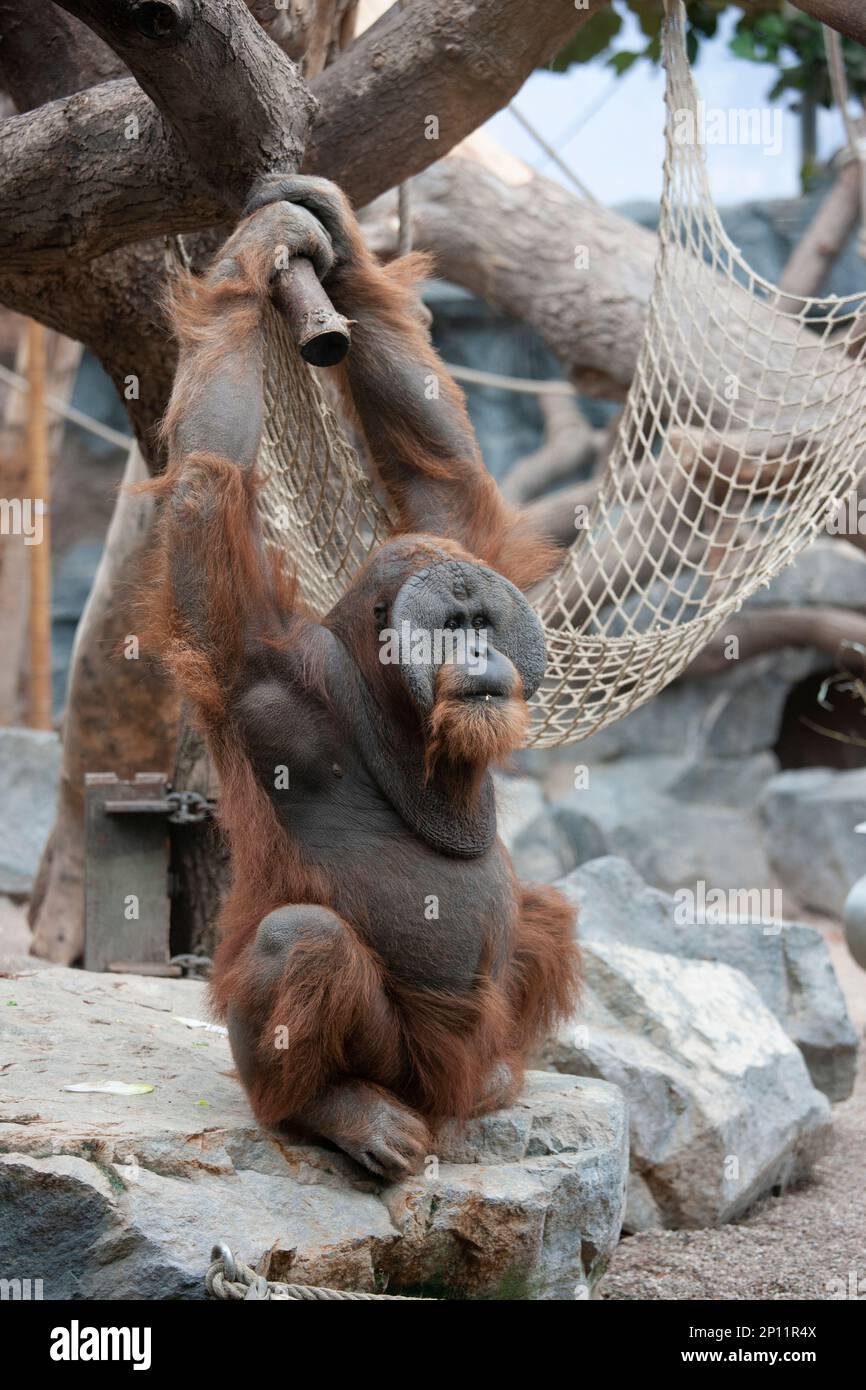 Orangutan Standing With Arms Crossed
