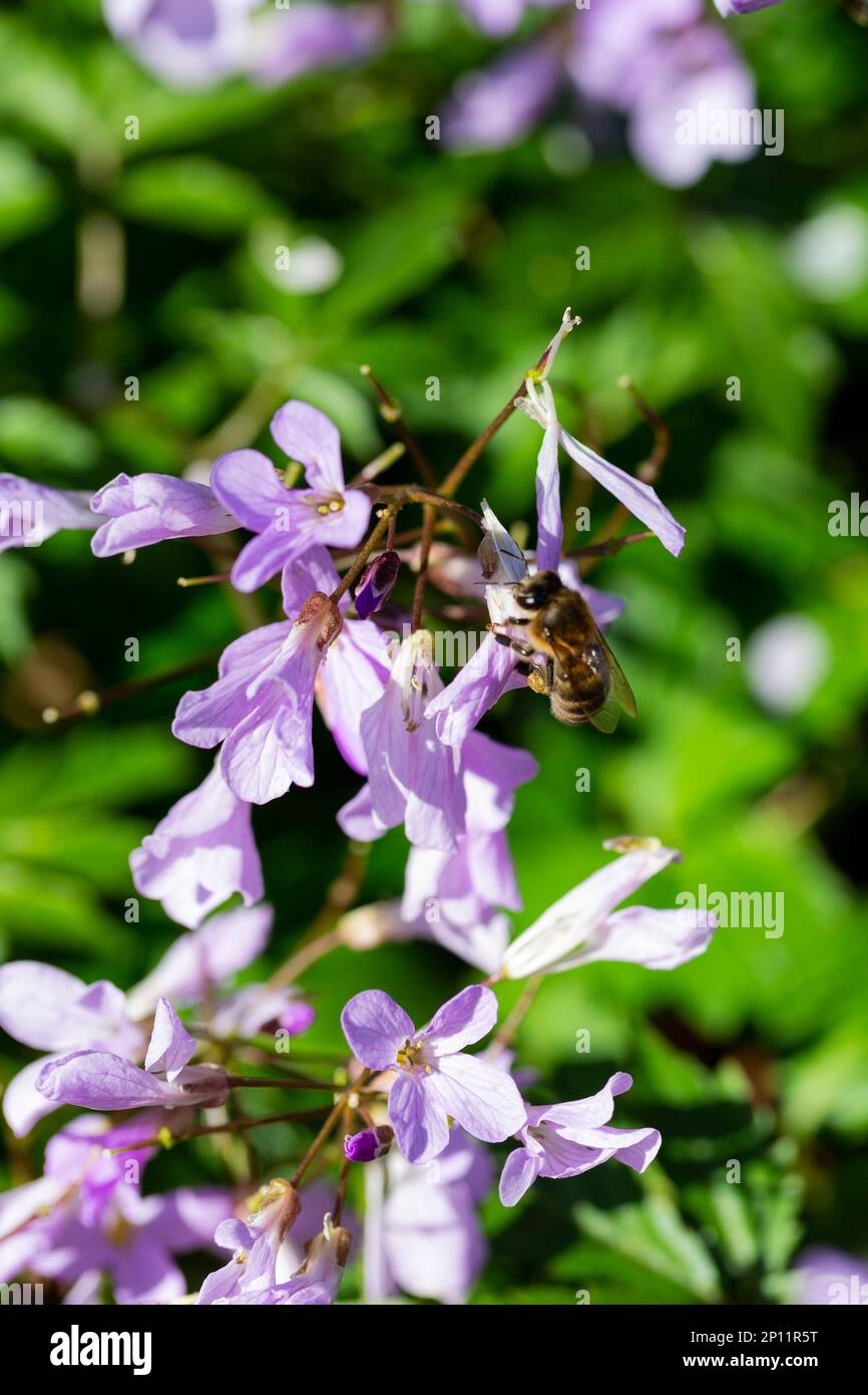 Dentaria bulbifera hi-res stock photography and images - Alamy