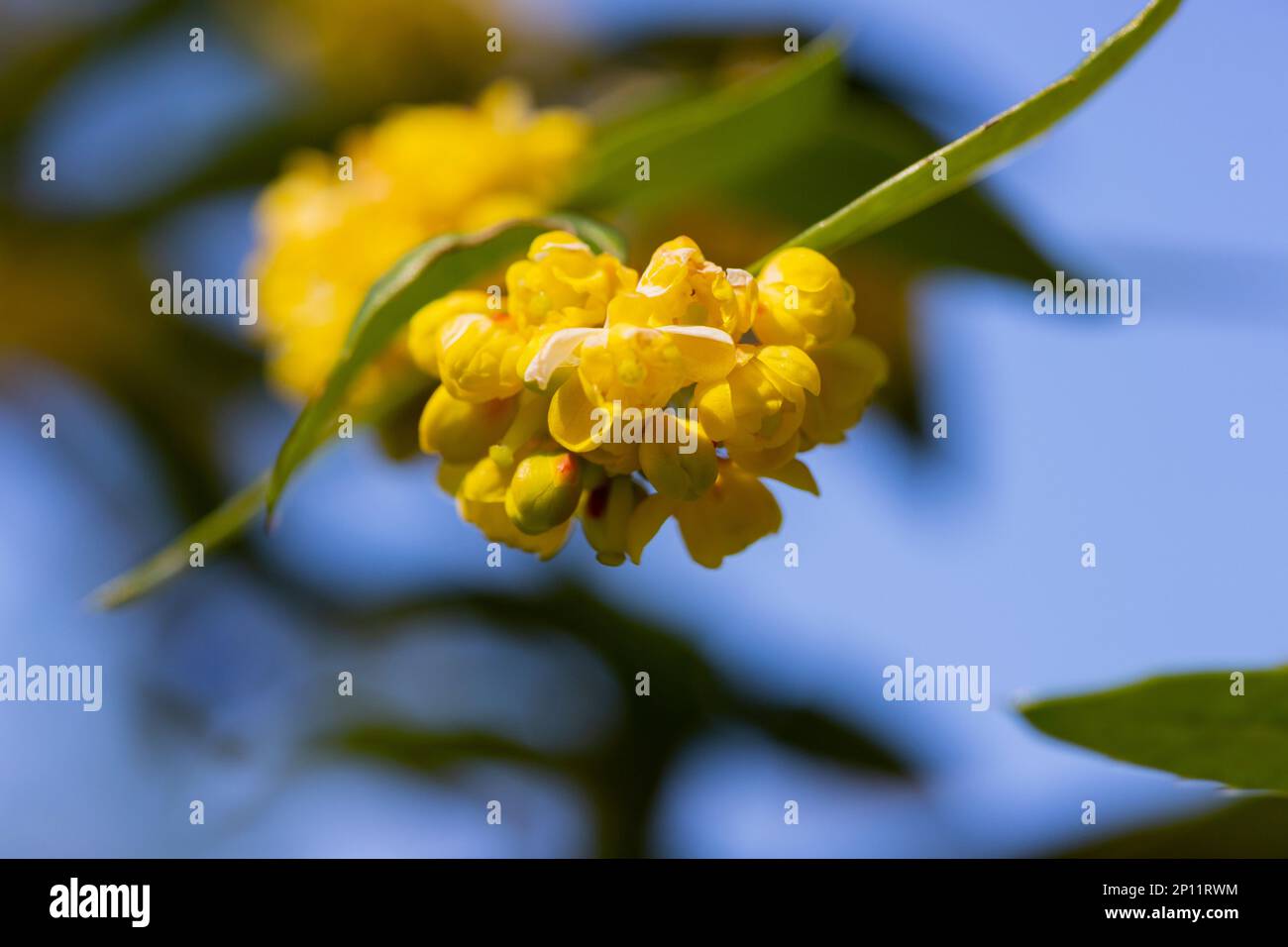 Japanese barberry. Yellow flowers. Berberis thunbergii. Flowering of ...