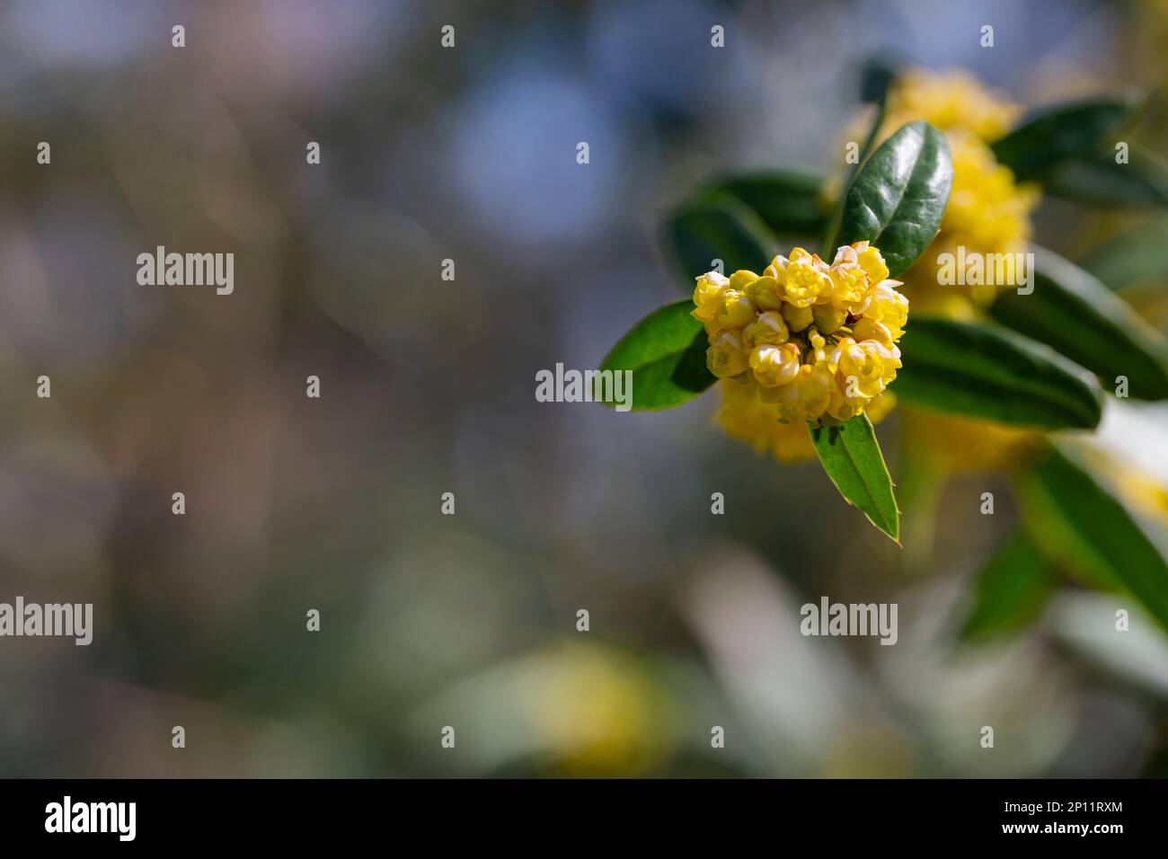 Japanese barberry. Yellow flowers. Berberis thunbergii. Flowering of ...