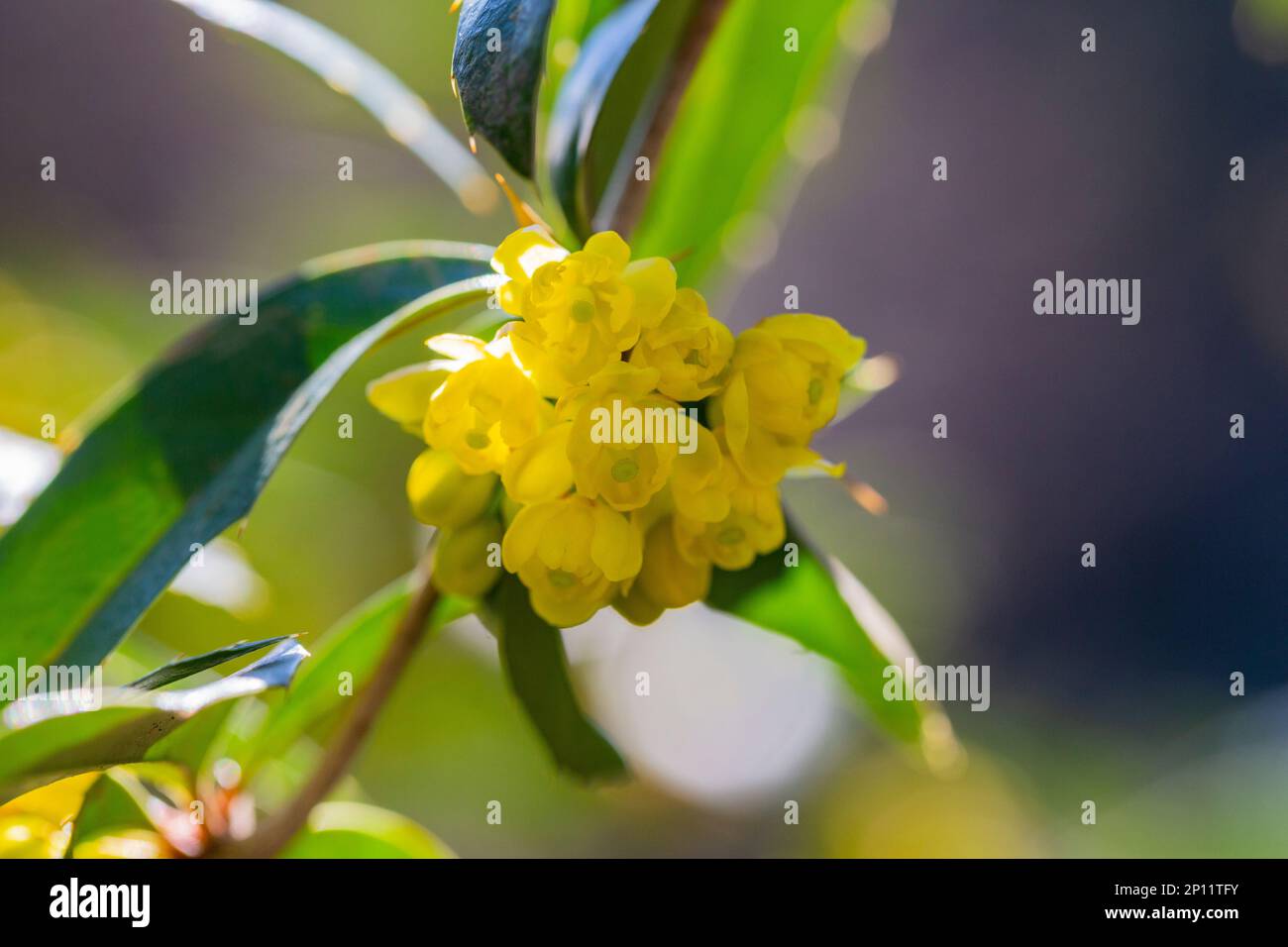 Japanese barberry. Yellow flowers. Berberis thunbergii. Flowering of ...