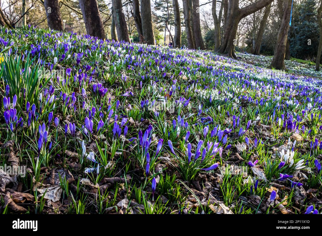 Crocus bloom in early spring in Botanic gardens, Churchtown Stock Photo ...