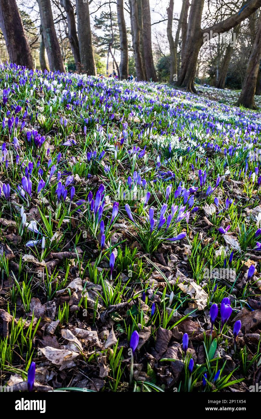 Crocus bloom in early spring in Botanic gardens, Churchtown Stock Photo ...