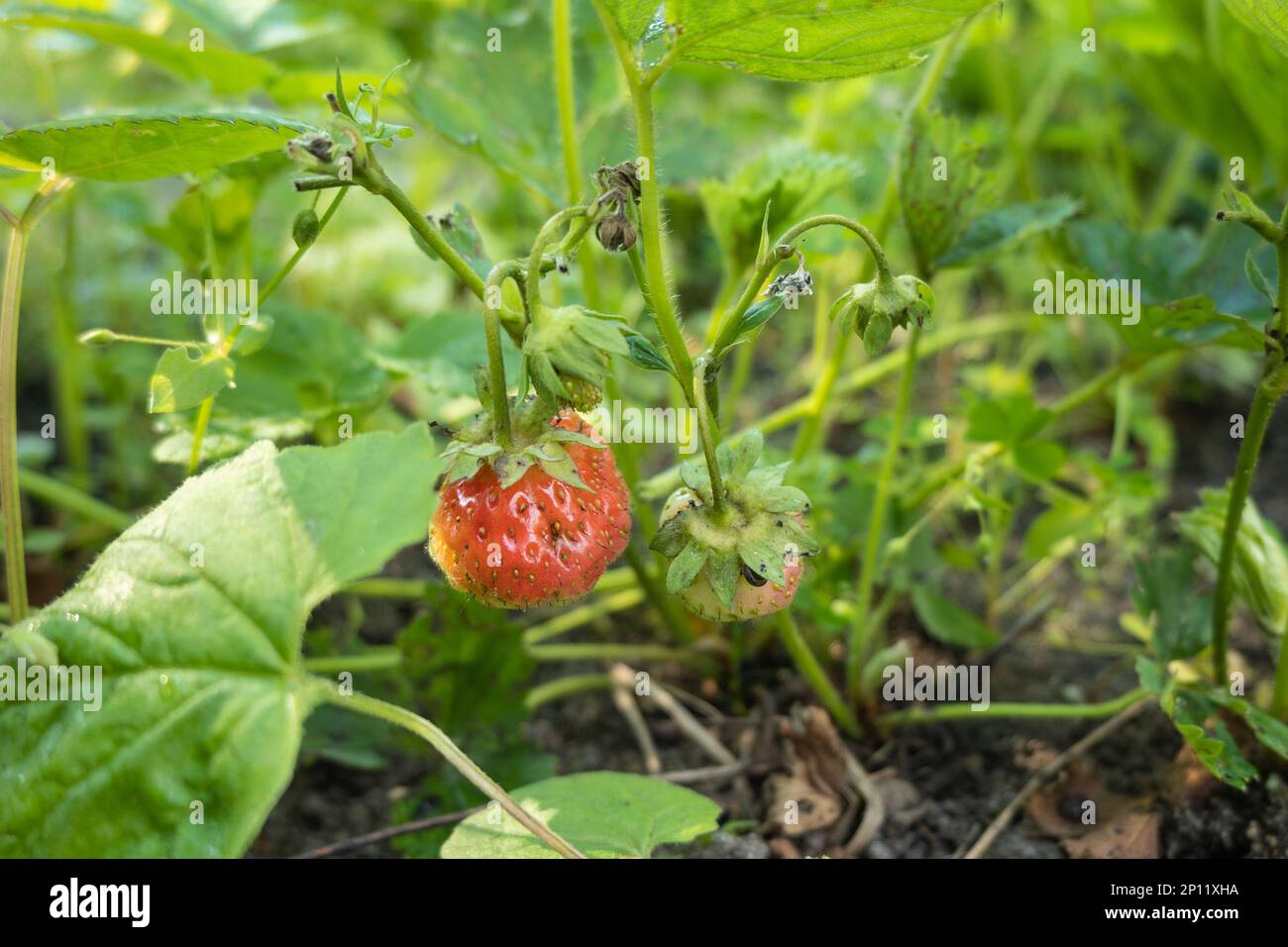 Strawberry plant. Garden stawberry bushes. Strawberries in growth at ...