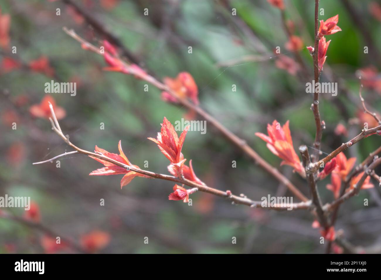 Japanese spirea Firelight leaves on the branch. Spring and first leaves ...