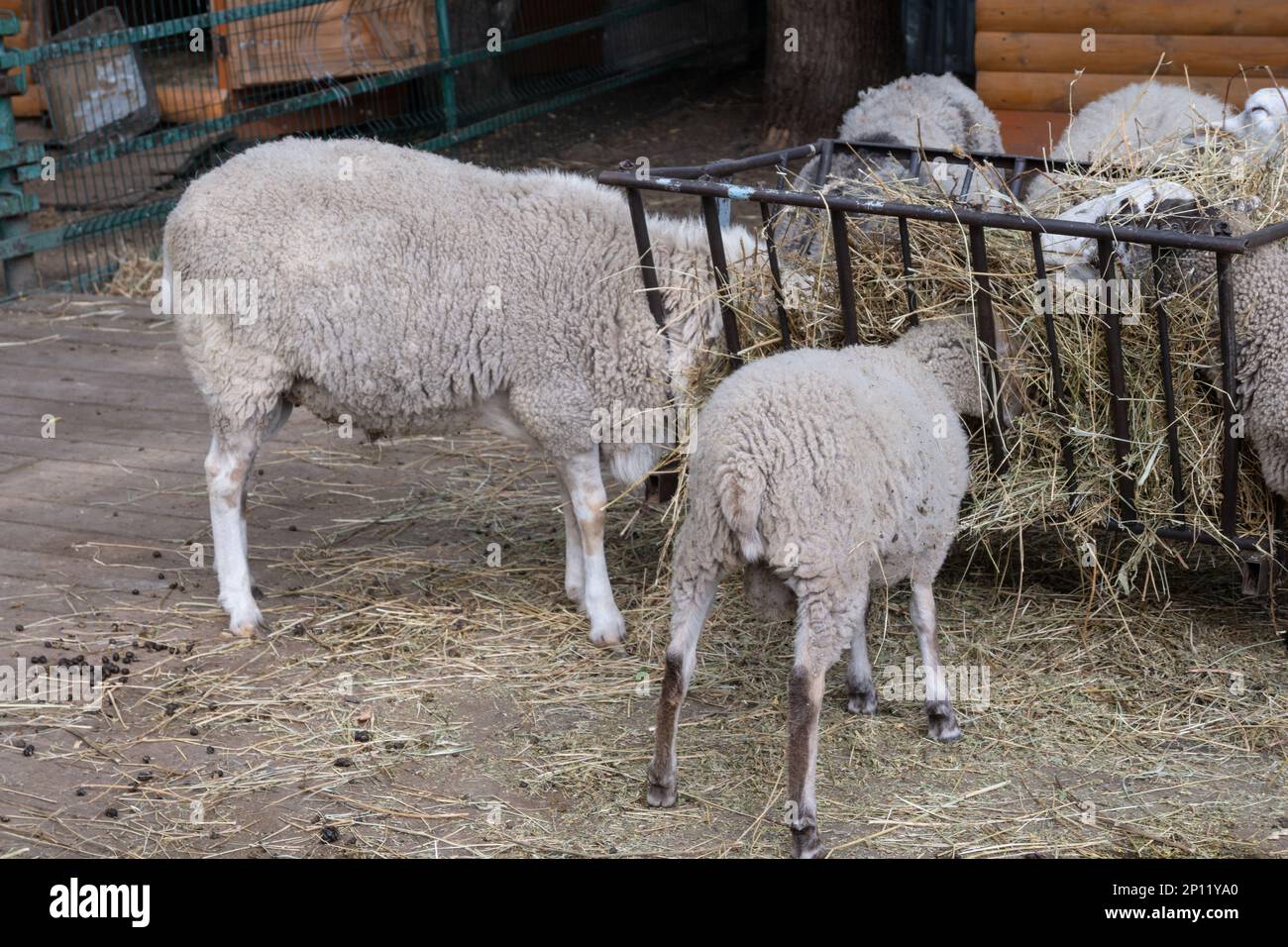 Gray sheeps are eating hay in the black food trough. Domestic animals ...
