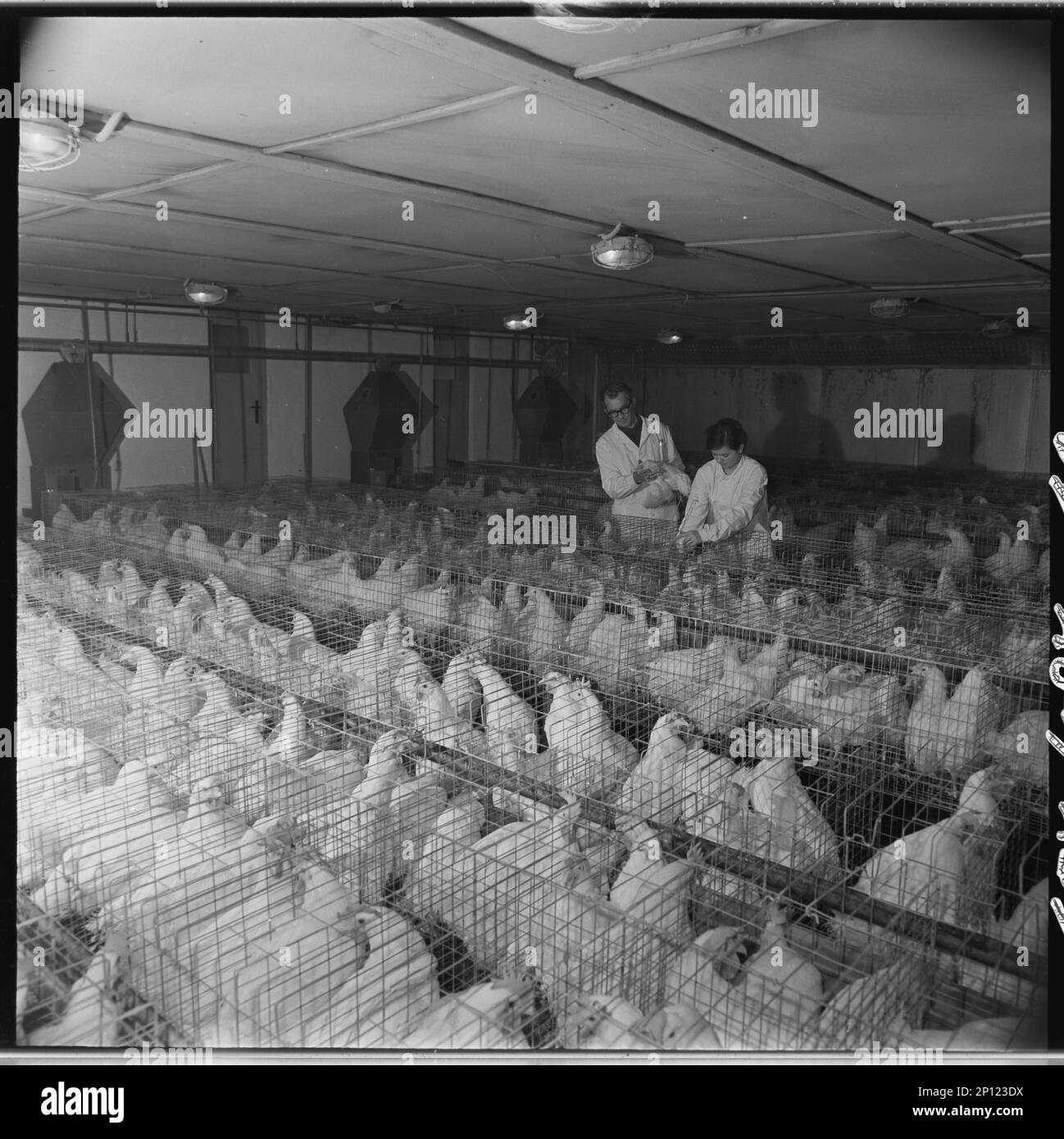 ***DECEMBER 27, 1970 FILE PHOTO*** The cooperative egg production ...